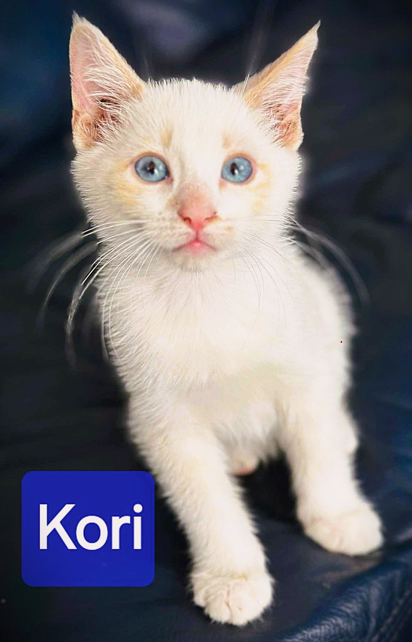 Kittens & Cats Not Ready for Adoption - Edmonton Cold Weather Animal Rescue