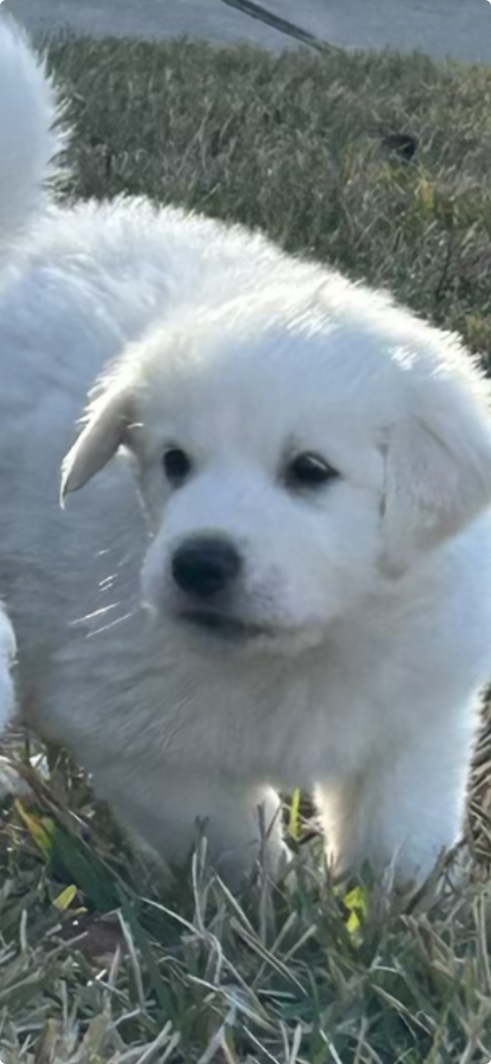 Great Pyrenees Rescue Houston