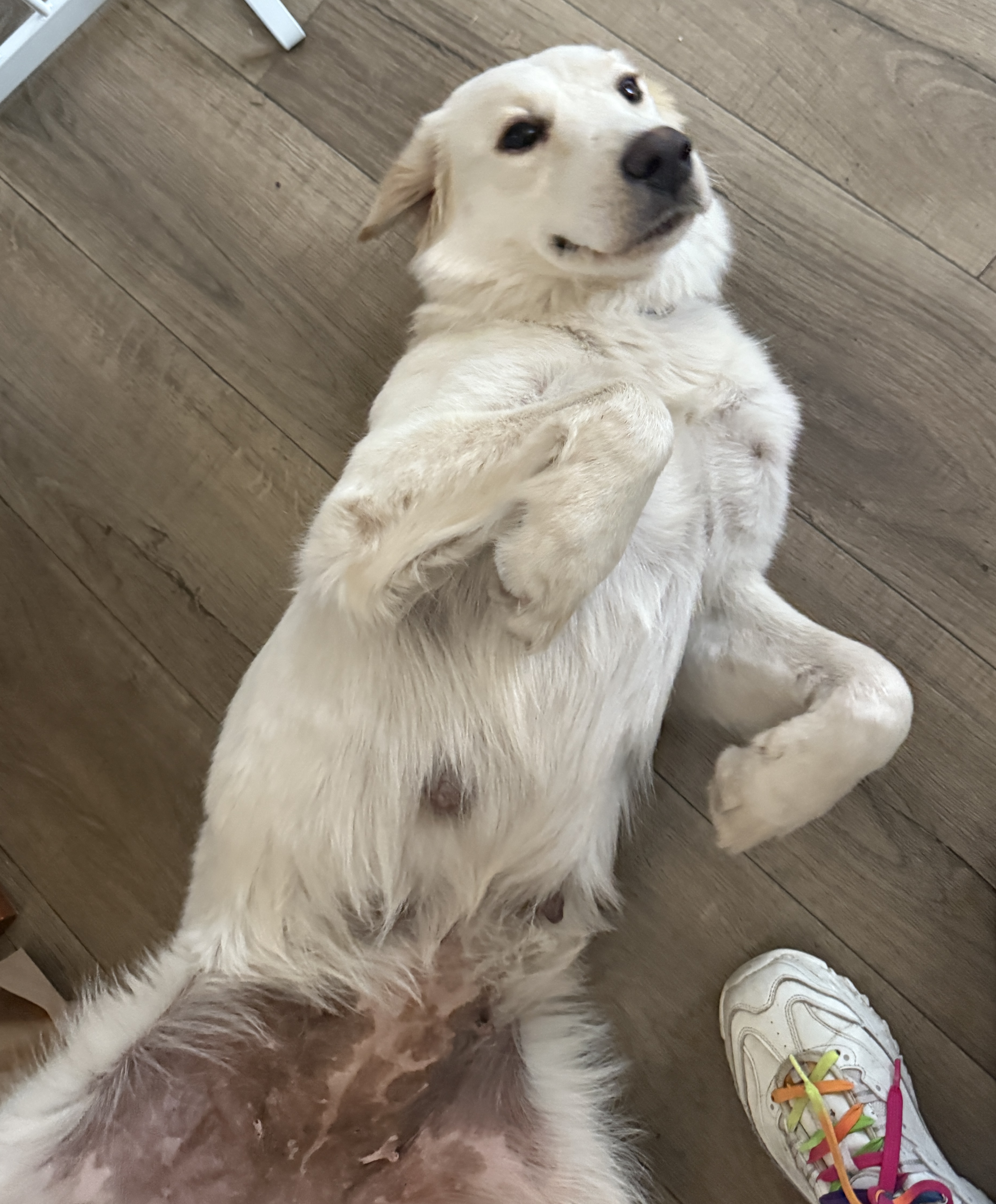 Adopt Polly Pocket - Female Great Pyrenees in Austin, TX | Texas Great ...