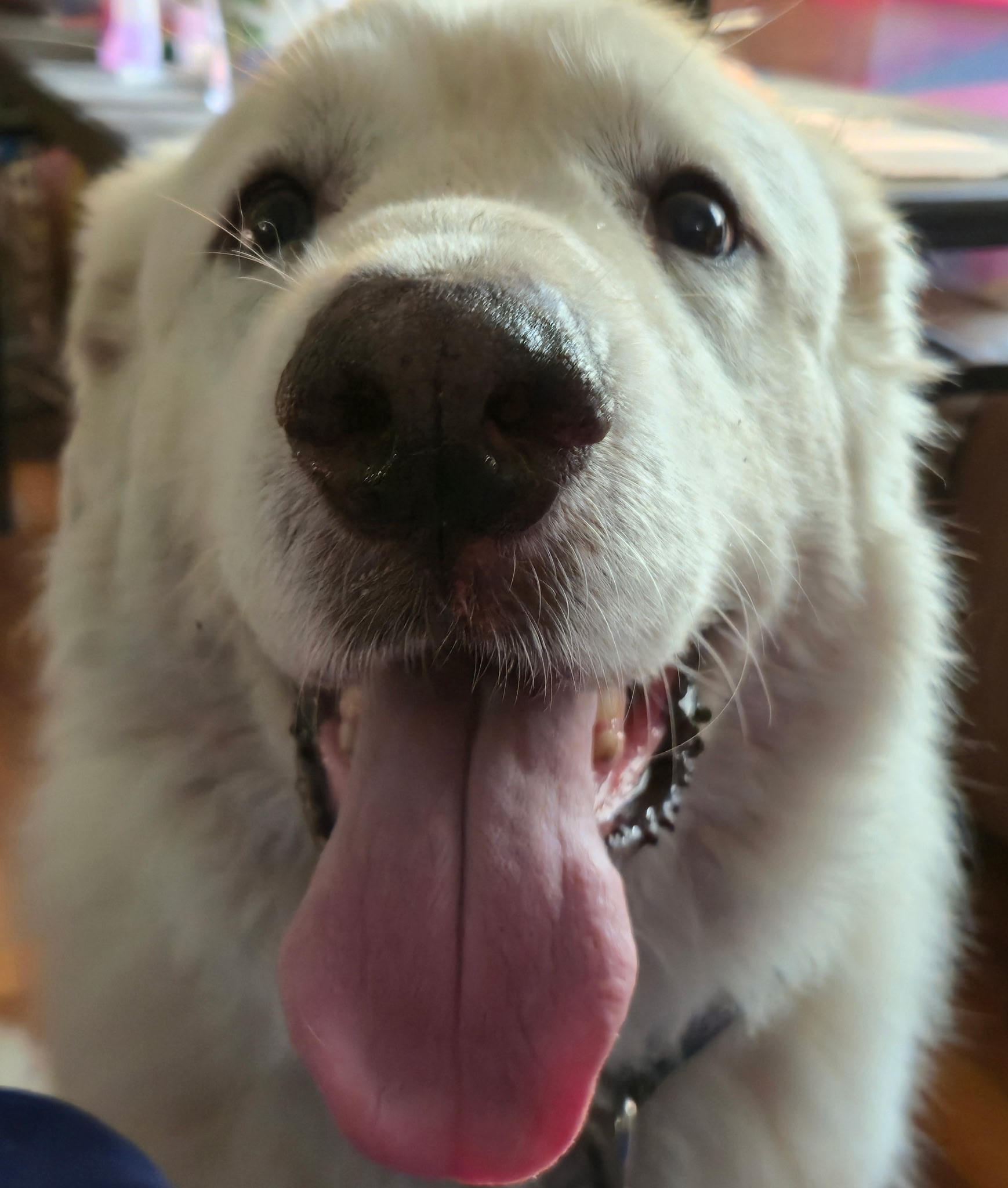 Adopt Gordo - Male Great Pyrenees in Austin, TX | Texas Great Pyrenees ...