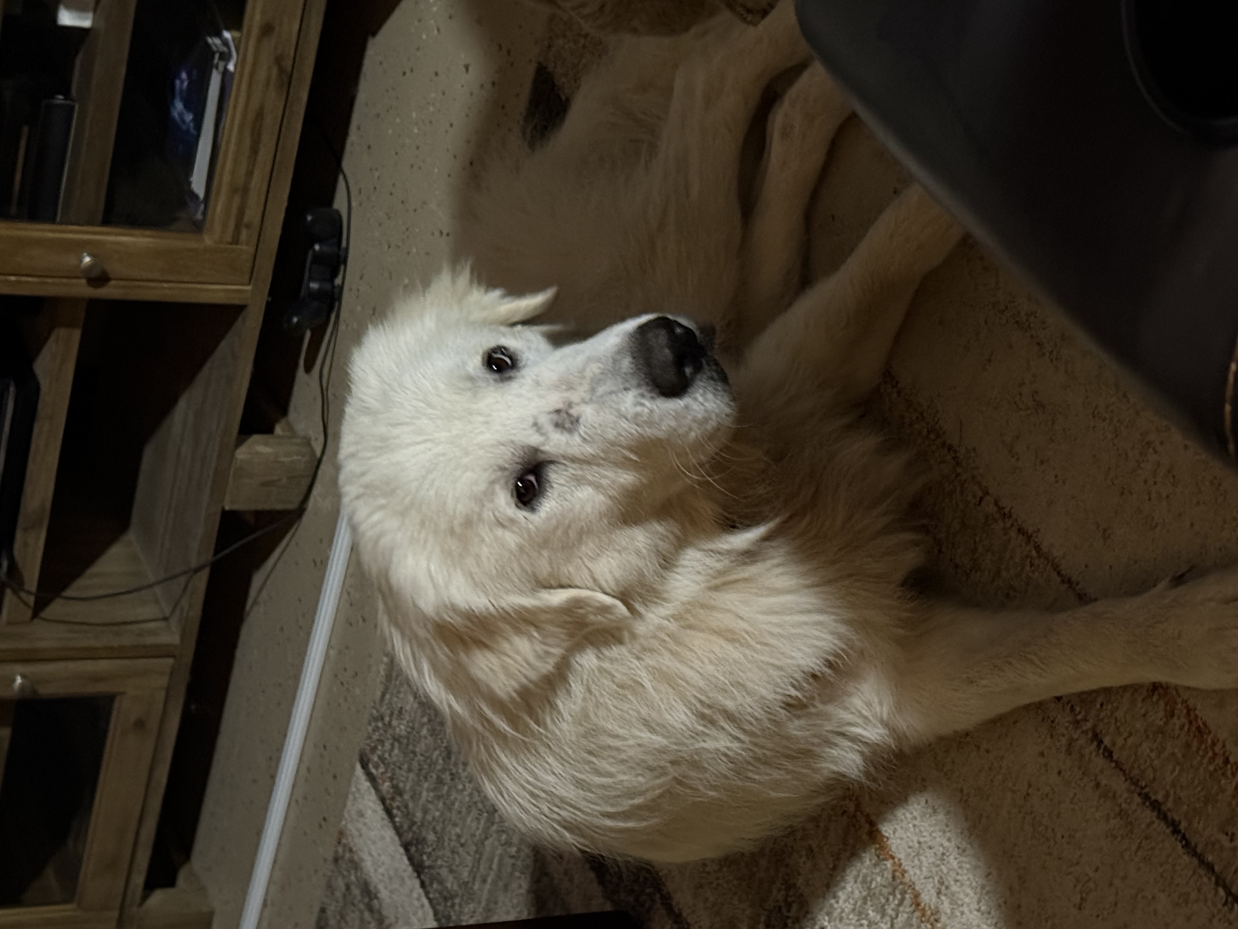 Adopt Aldrich - Male Great Pyrenees in Houston, TX | Texas Great ...