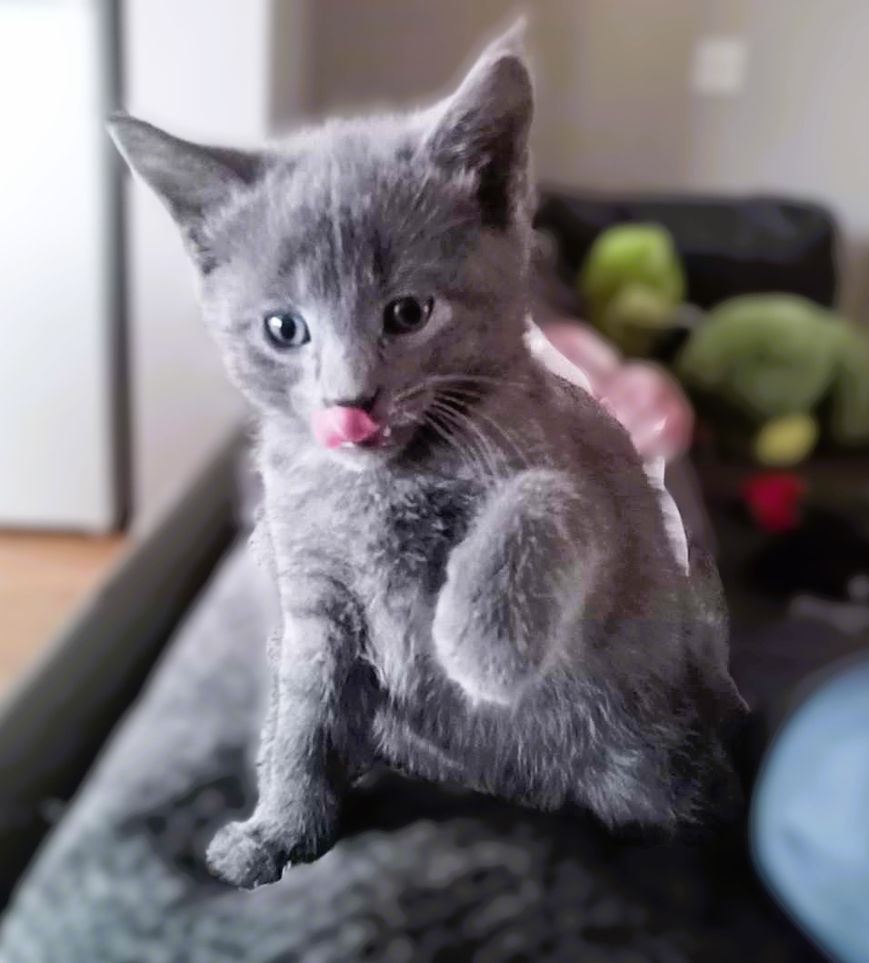 Kittens & Cats Not Ready for Adoption - Edmonton Cold Weather Animal Rescue