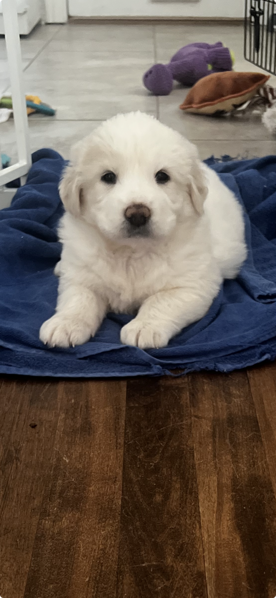 Great Pyrenees Rescue Houston