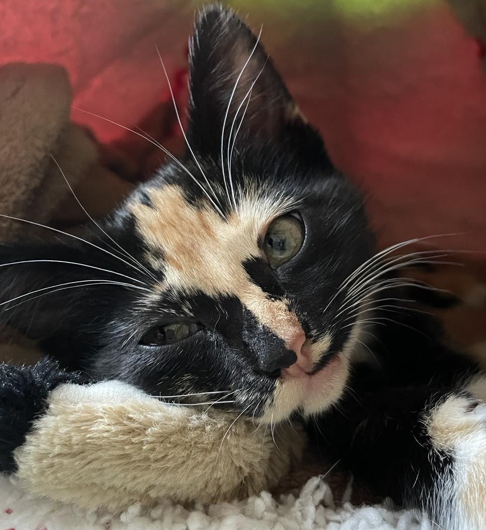 Kittens Needing a Forever Home - Edmonton Cold Weather Animal Rescue