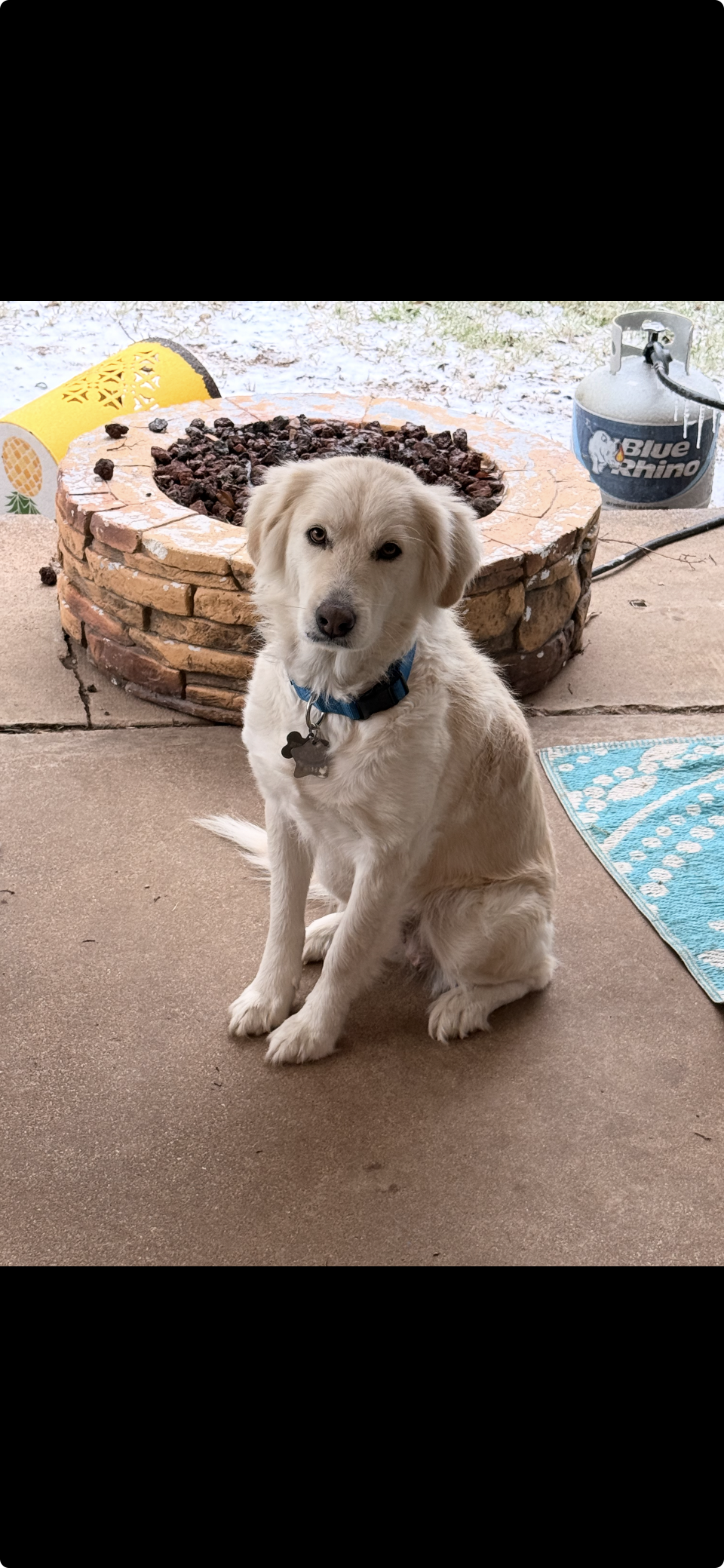 Adopt Neeley - Female Great Pyrenees in Houston, TX | Texas Great ...