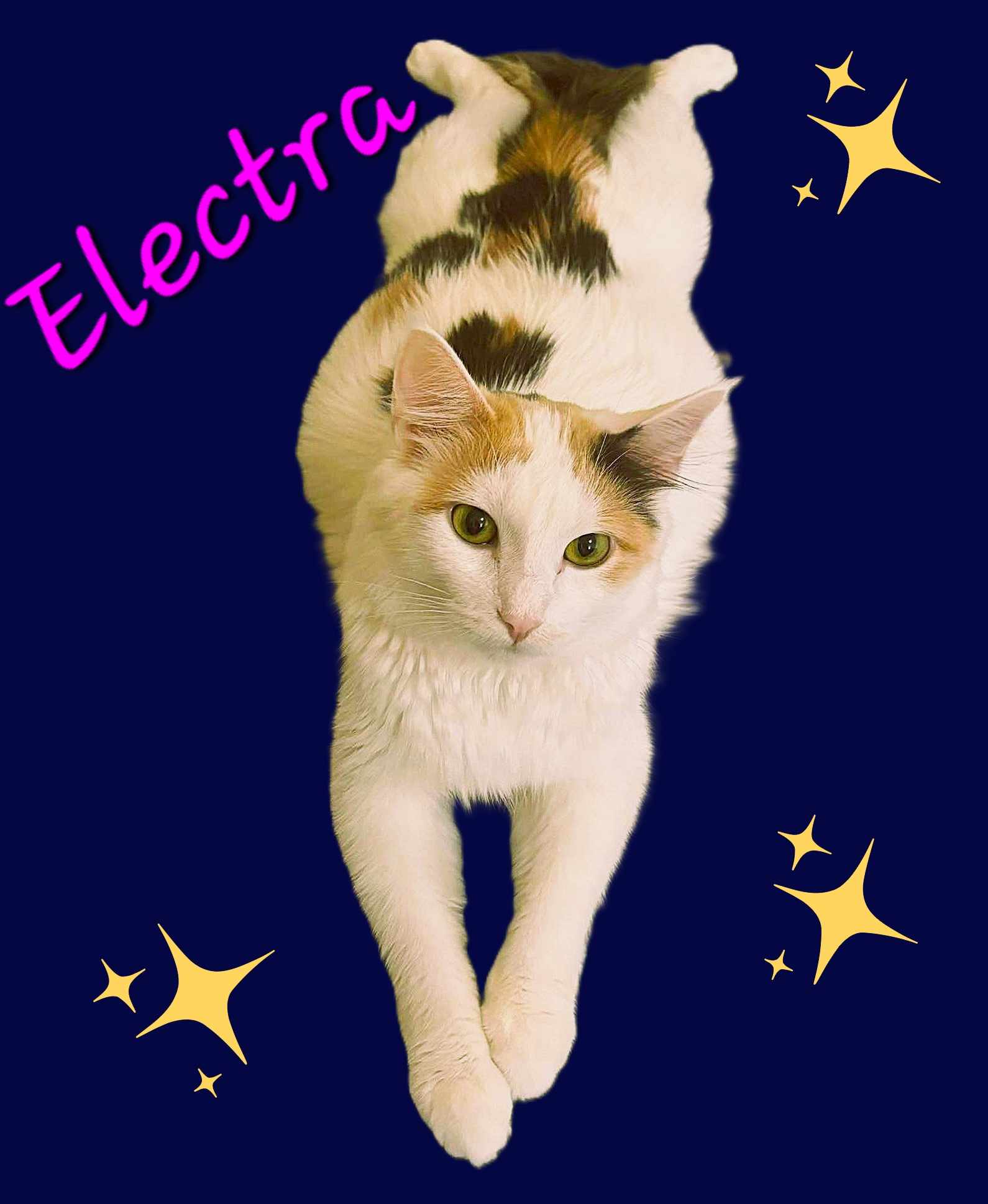 Kittens & Cats Not Ready for Adoption - Edmonton Cold Weather Animal Rescue