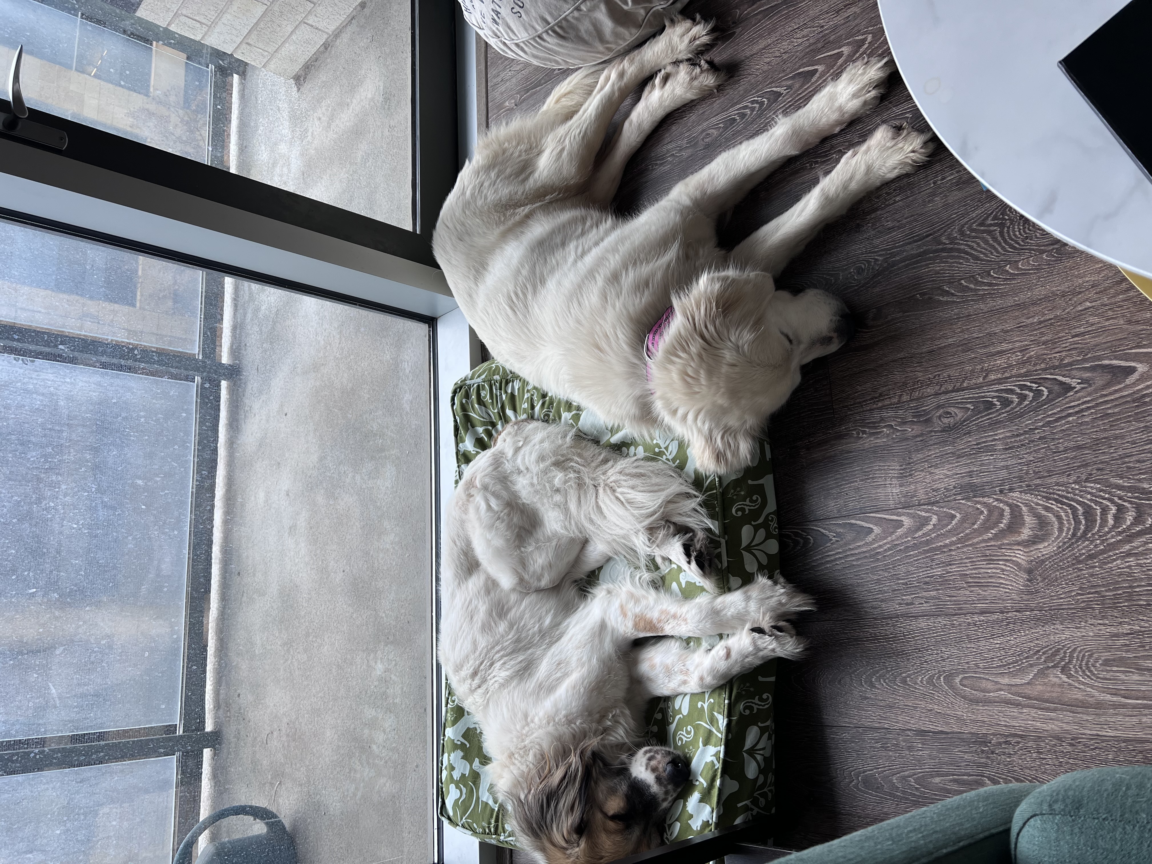 Adopt Sandy - Female Great Pyrenees in Austin, TX | Texas Great ...