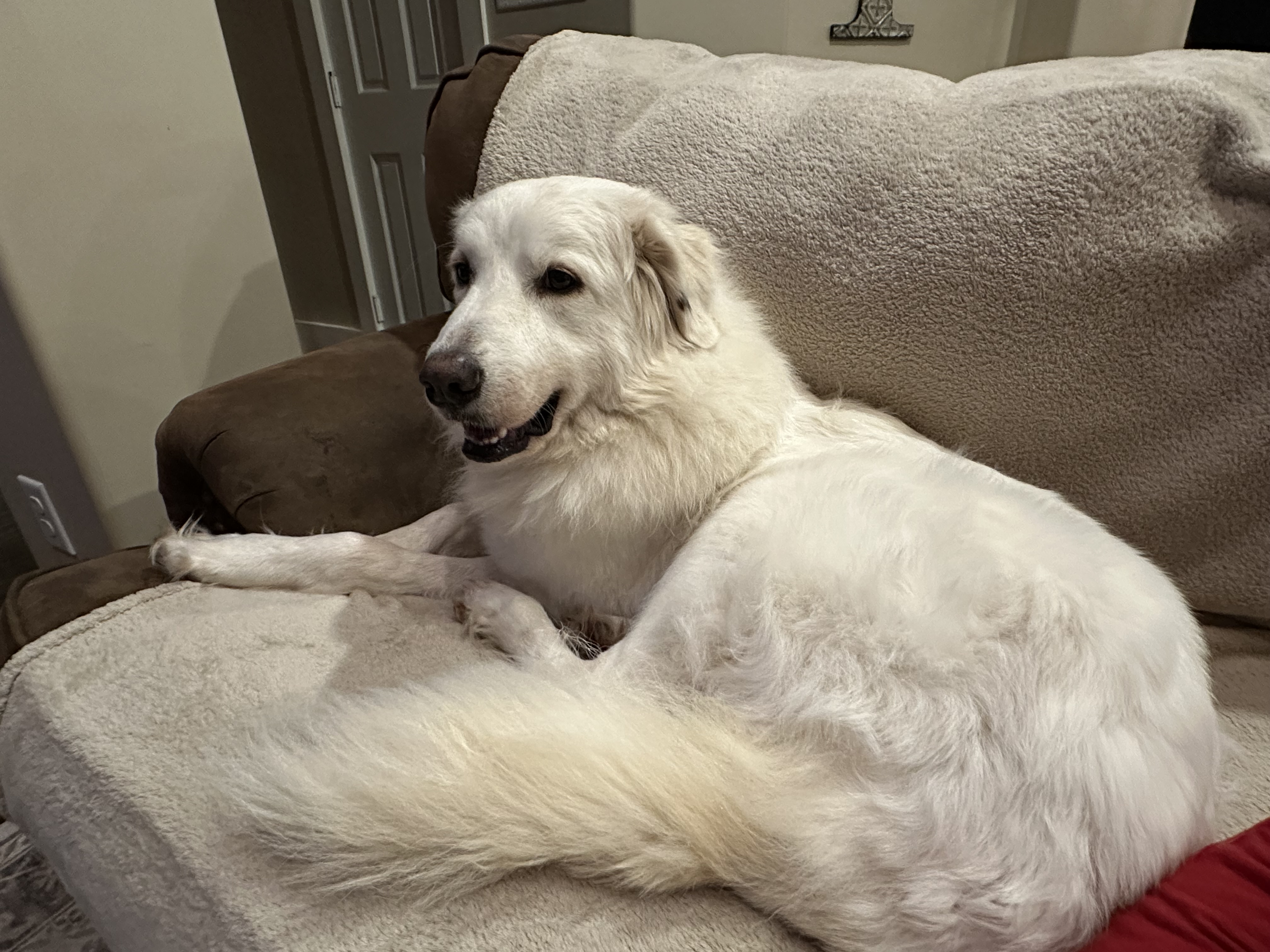 Great Pyrenees Rescue Houston