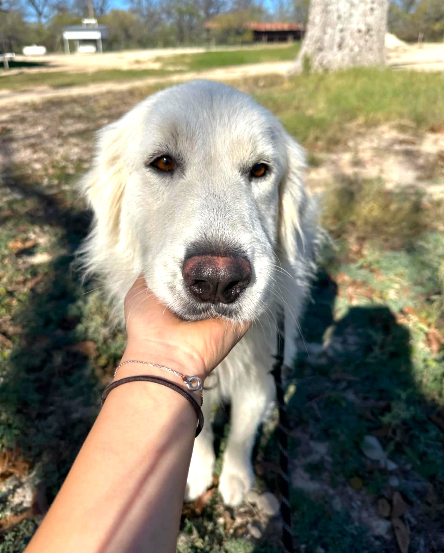 Adopt Heidi - Female Great Pyrenees in San Antonio, TX | Texas Great ...