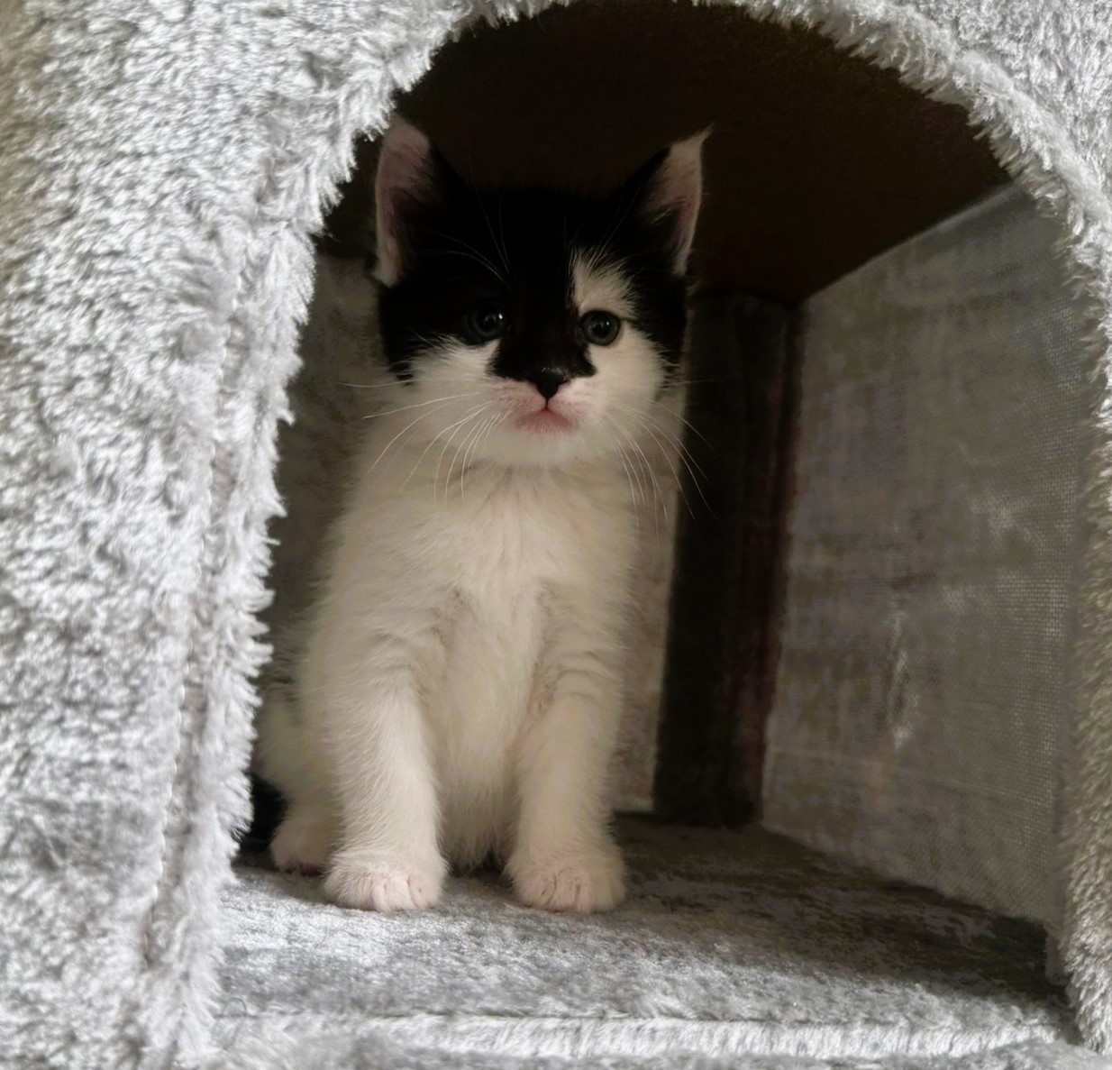 Kittens & Cats Not Ready for Adoption - Edmonton Cold Weather Animal Rescue