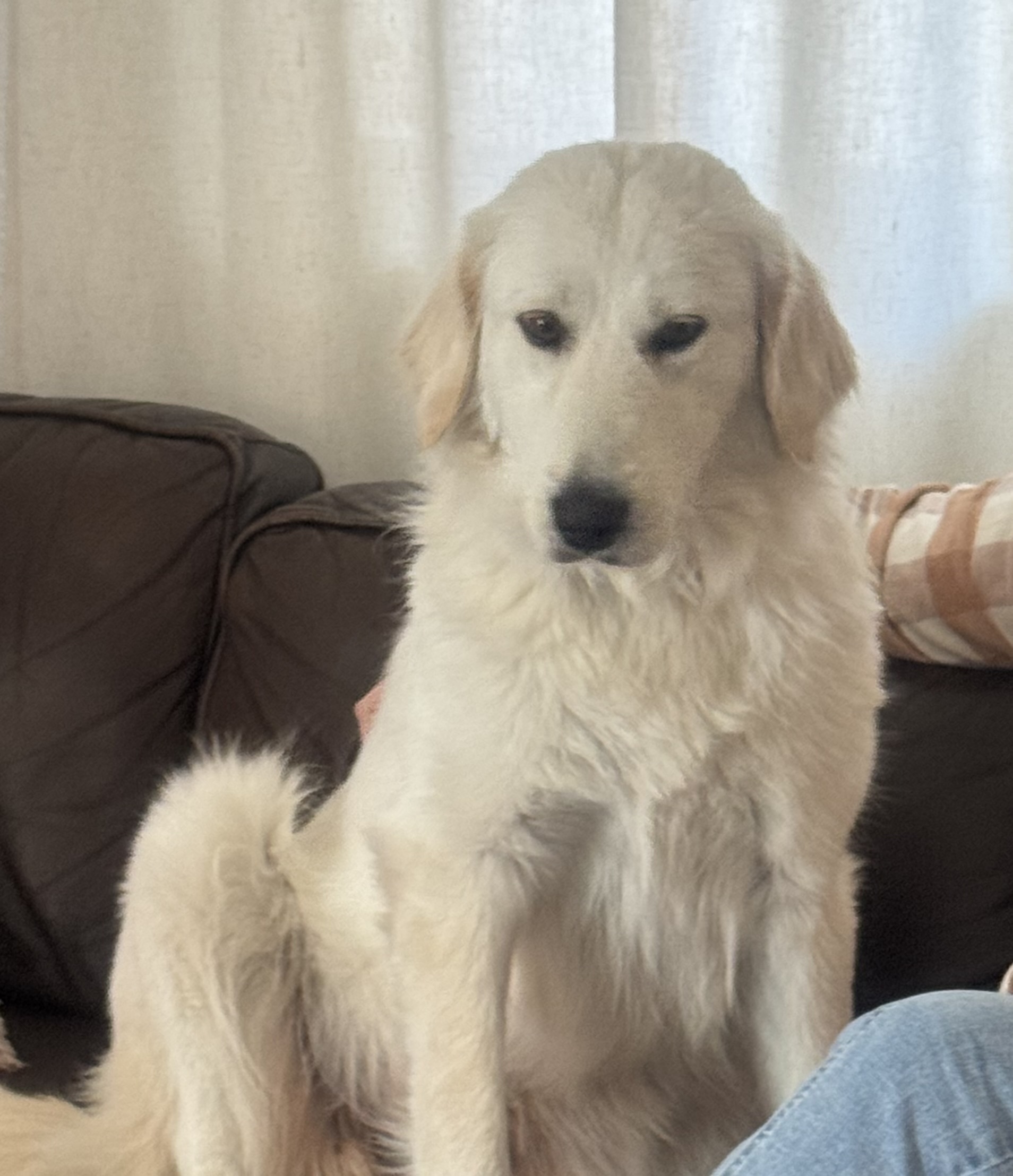 Adopt Chloe - Female Great Pyrenees in Austin, TX | Texas Great ...