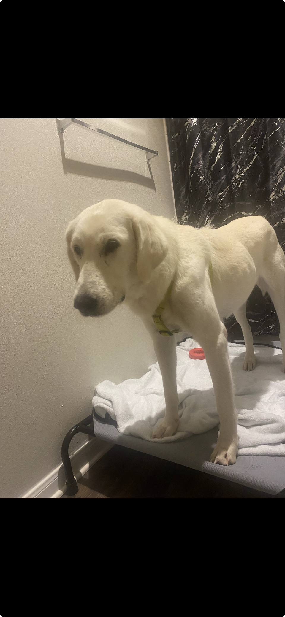 Adopt Zella - Female Great Pyrenees in Houston, TX | Texas Great ...