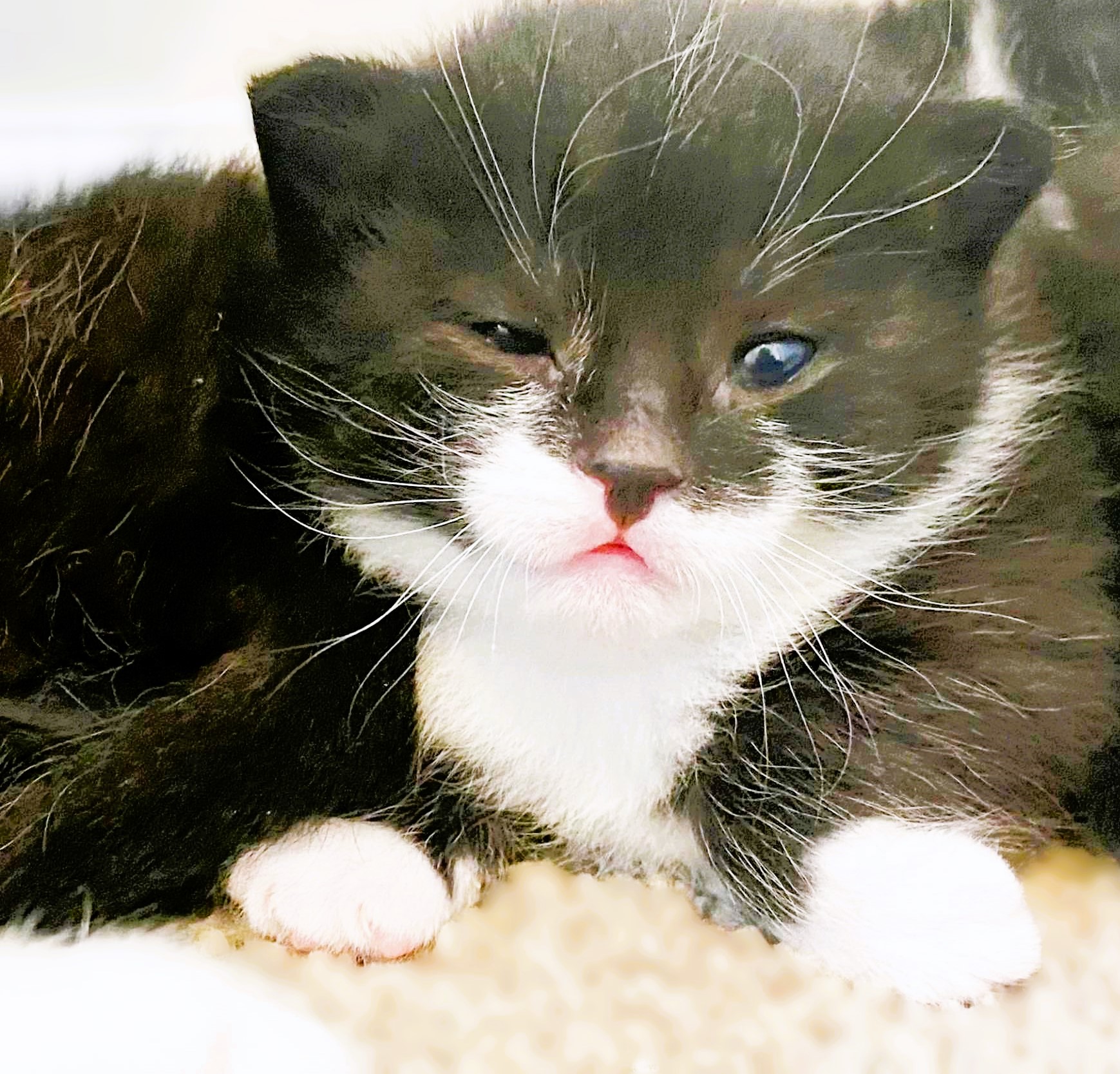 Kittens & Cats Not Ready for Adoption - Edmonton Cold Weather Animal Rescue