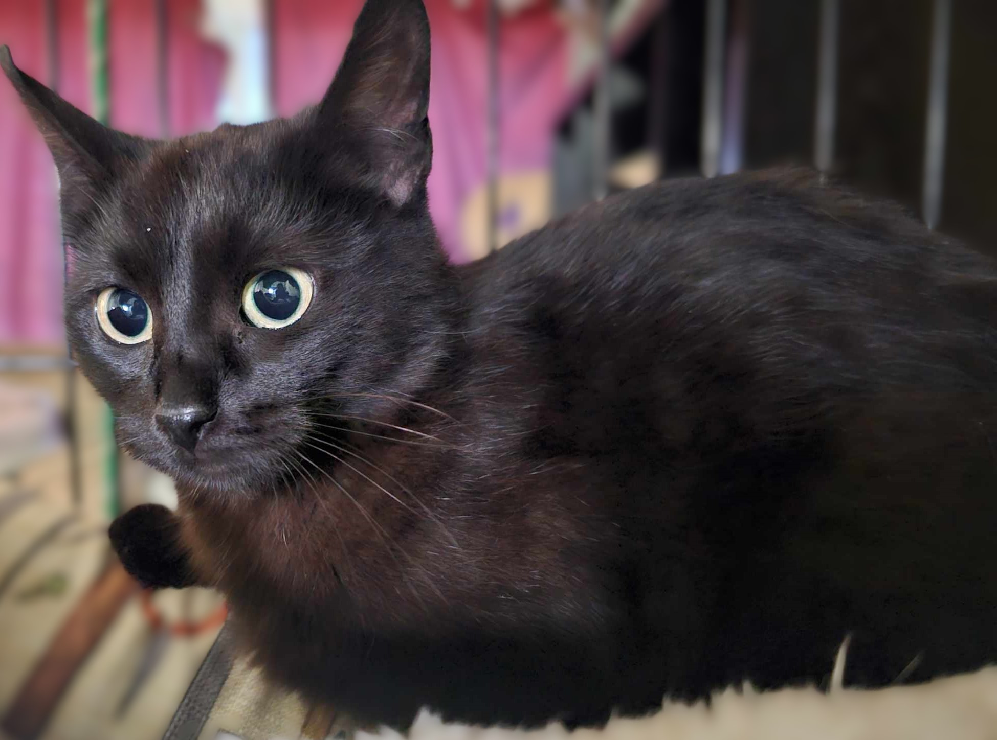 Kittens Needing a Forever Home - Edmonton Cold Weather Animal Rescue