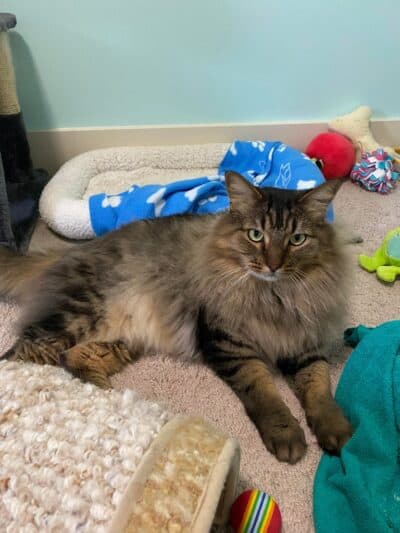 Senior Cats Needing a Forever Home - Edmonton Cold Weather Animal Rescue