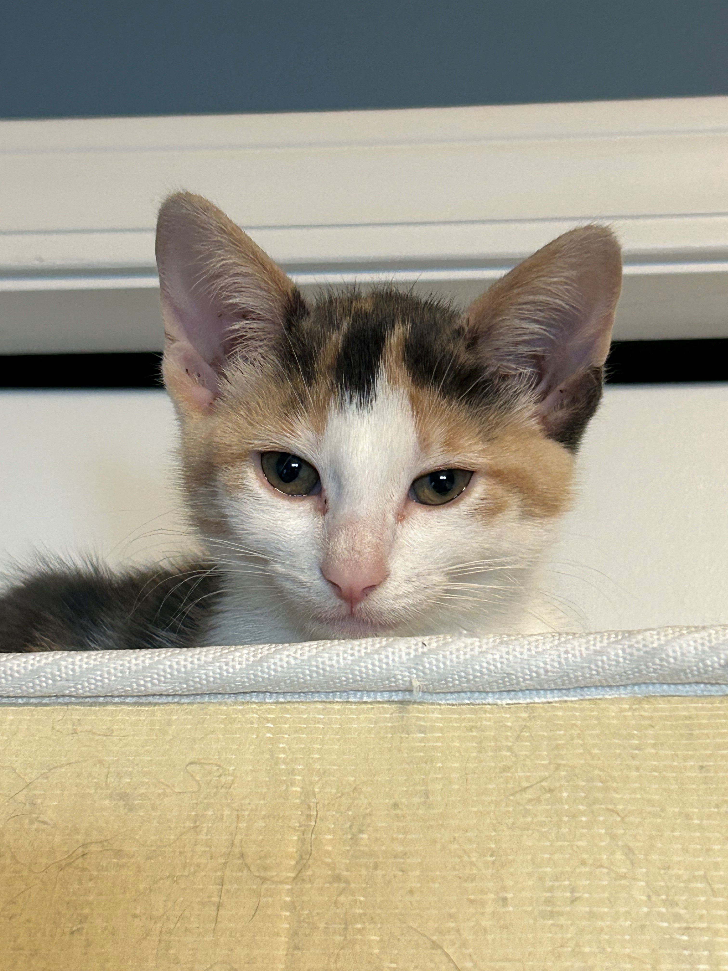 Kittens Needing a Forever Home - Edmonton Cold Weather Animal Rescue