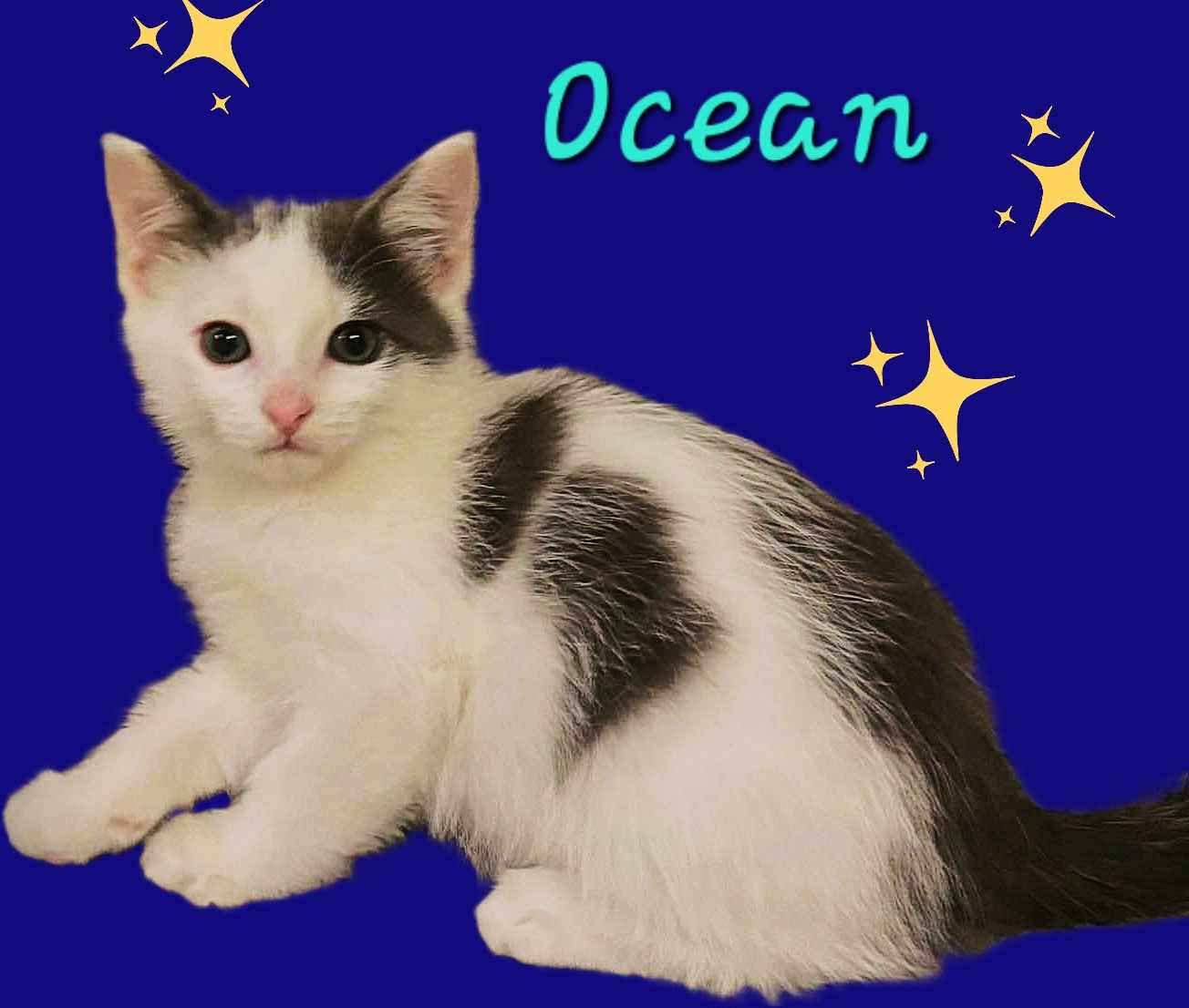 Kittens & Cats Not Ready for Adoption - Edmonton Cold Weather Animal Rescue