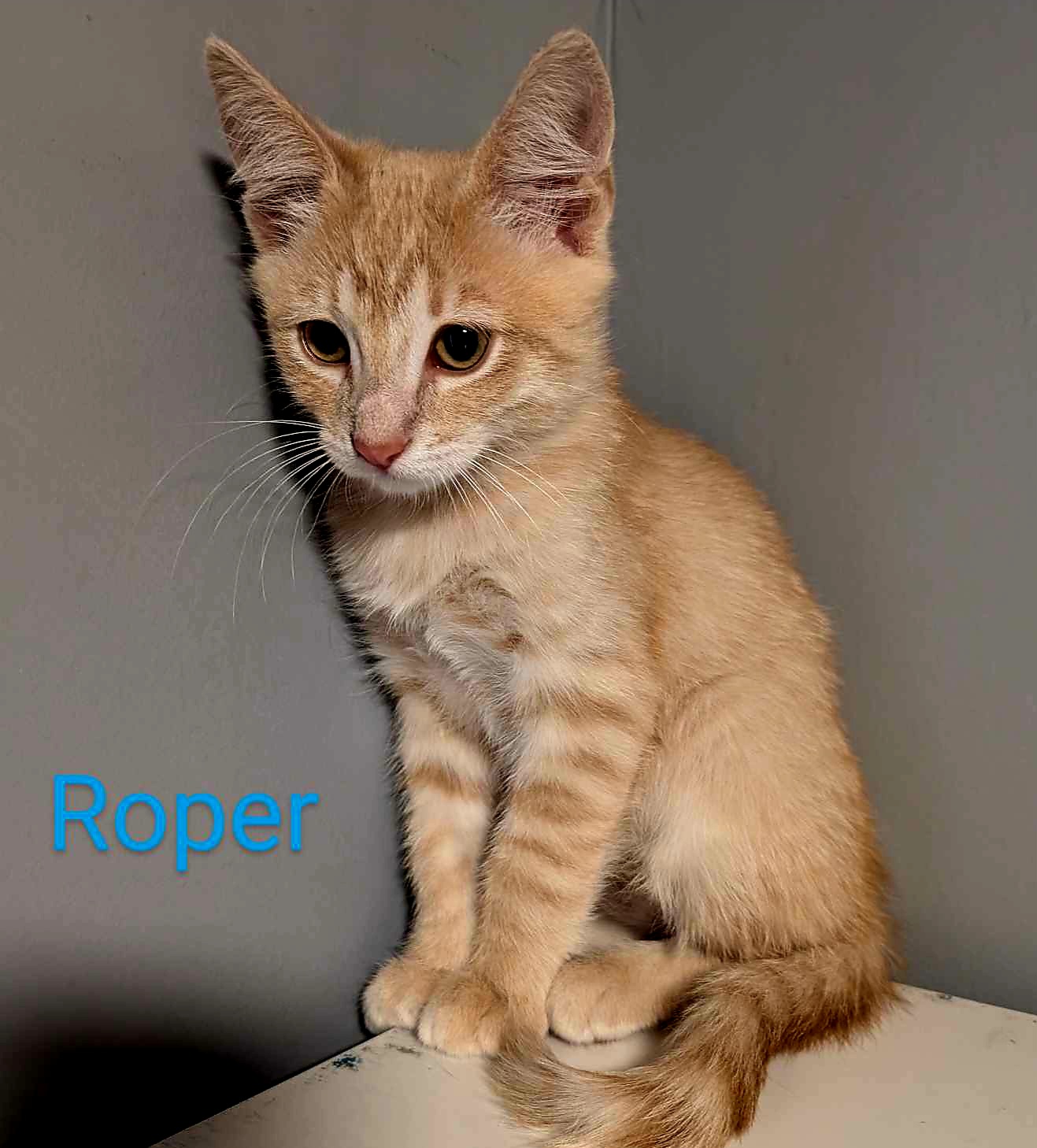 Kittens Needing a Forever Home - Edmonton Cold Weather Animal Rescue