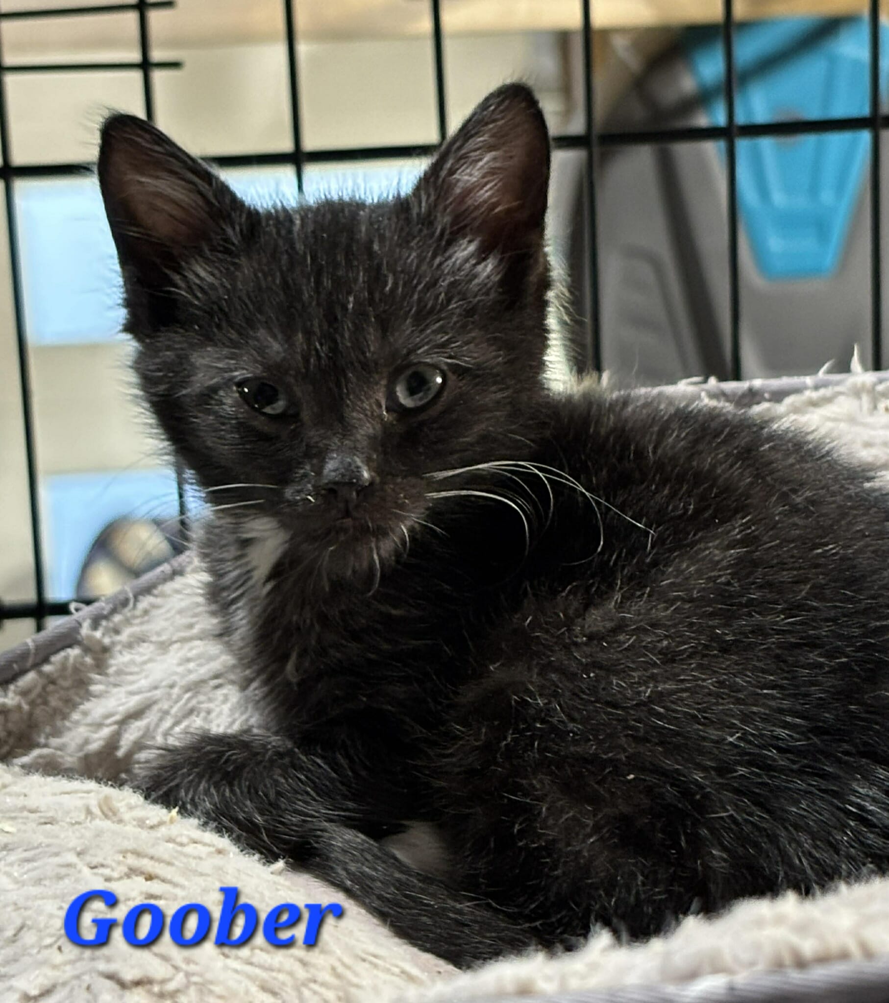 Kittens Needing a Forever Home - Edmonton Cold Weather Animal Rescue ...
