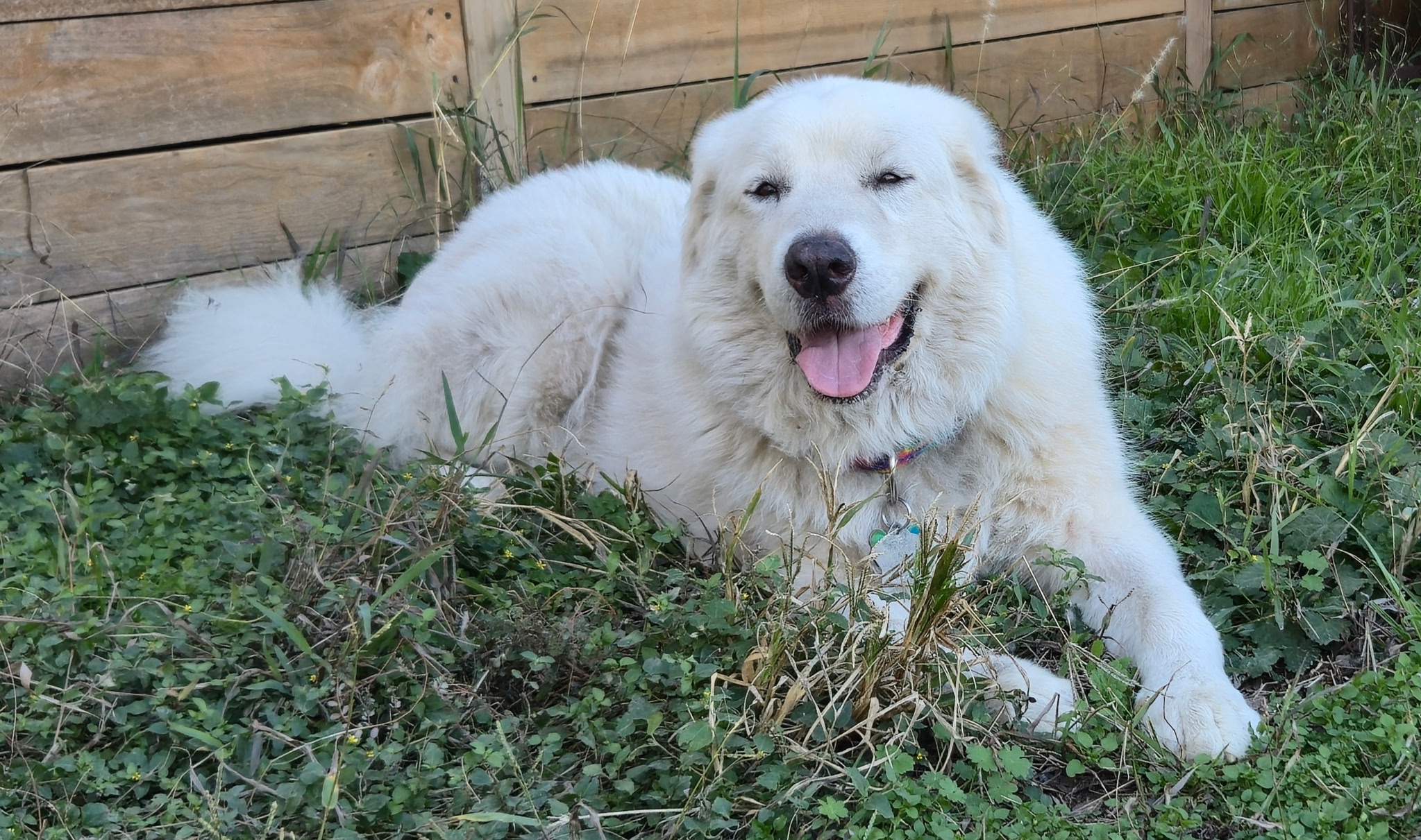 Adopt Gordo - Male Great Pyrenees in Austin, TX | Texas Great Pyrenees ...