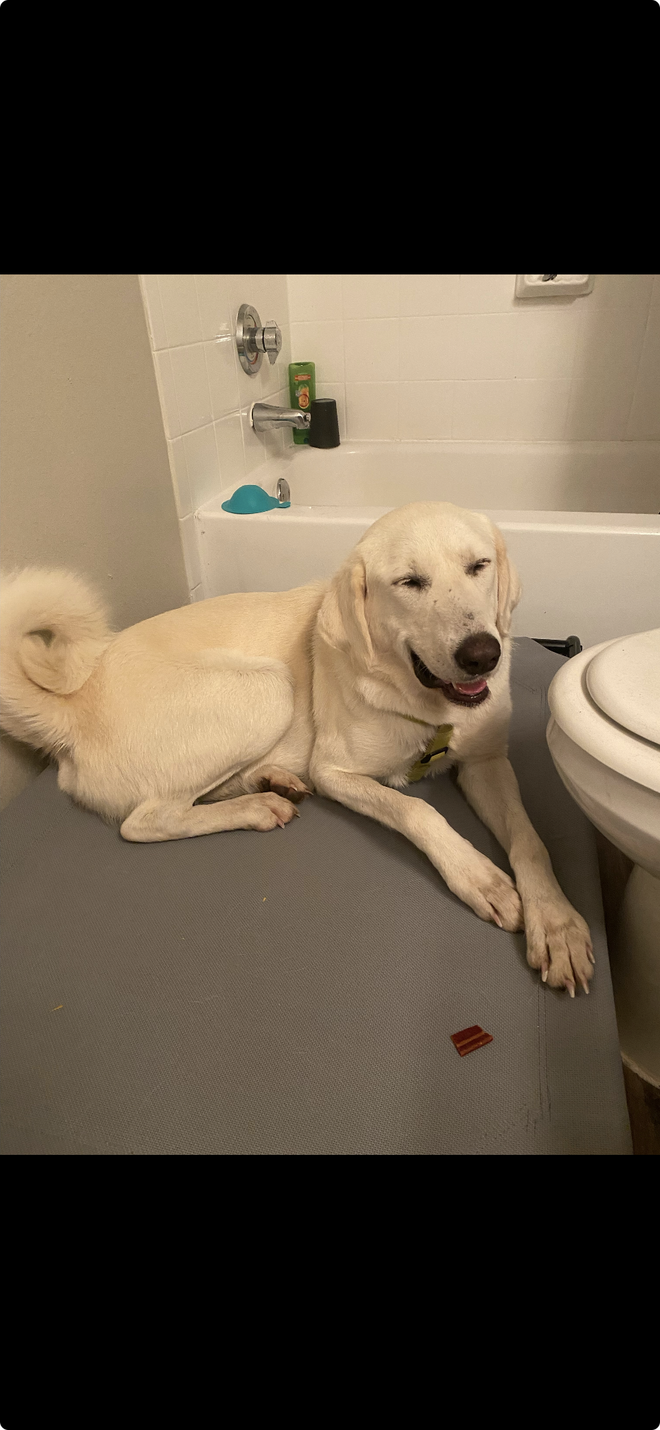 Adopt Zella - Female Great Pyrenees in Houston, TX | Texas Great ...