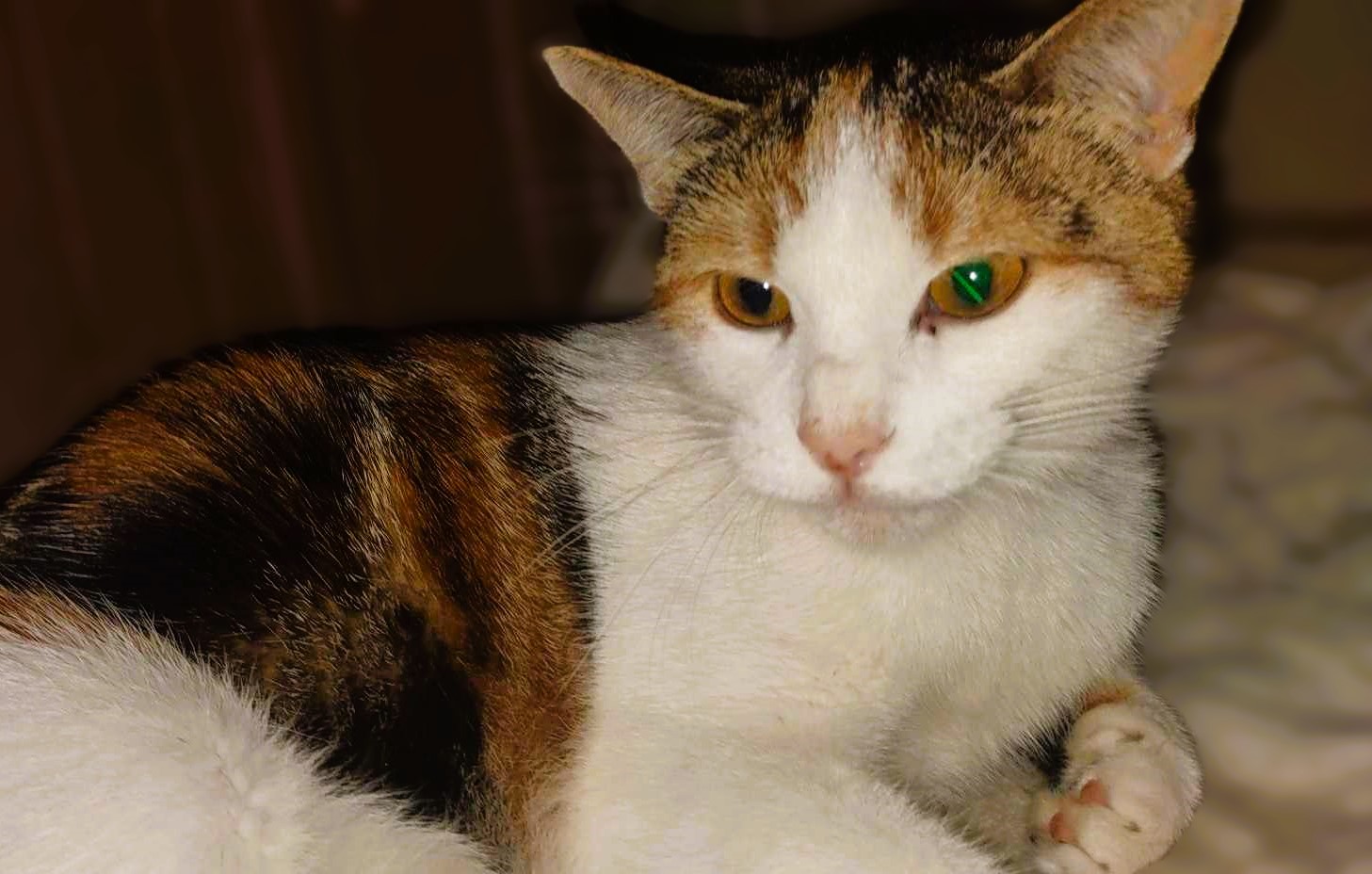 Young Cats Needing a Forever Home - Edmonton Cold Weather Animal Rescue