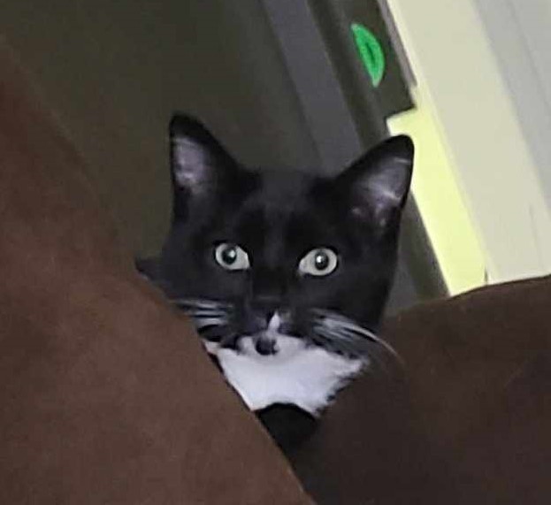 Kittens Needing a Forever Home - Edmonton Cold Weather Animal Rescue