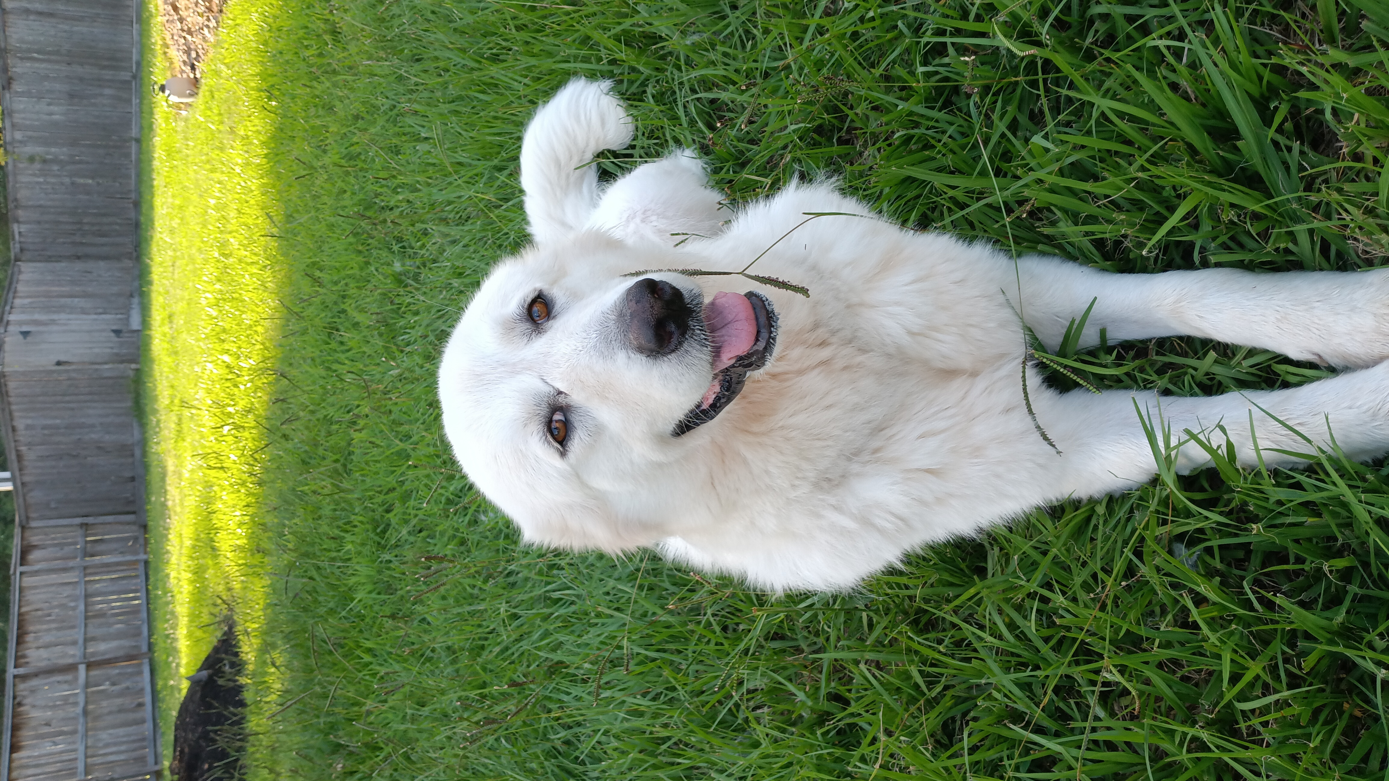 Adopt Lexie - Female Great Pyrenees in Houston, TX | Texas Great ...