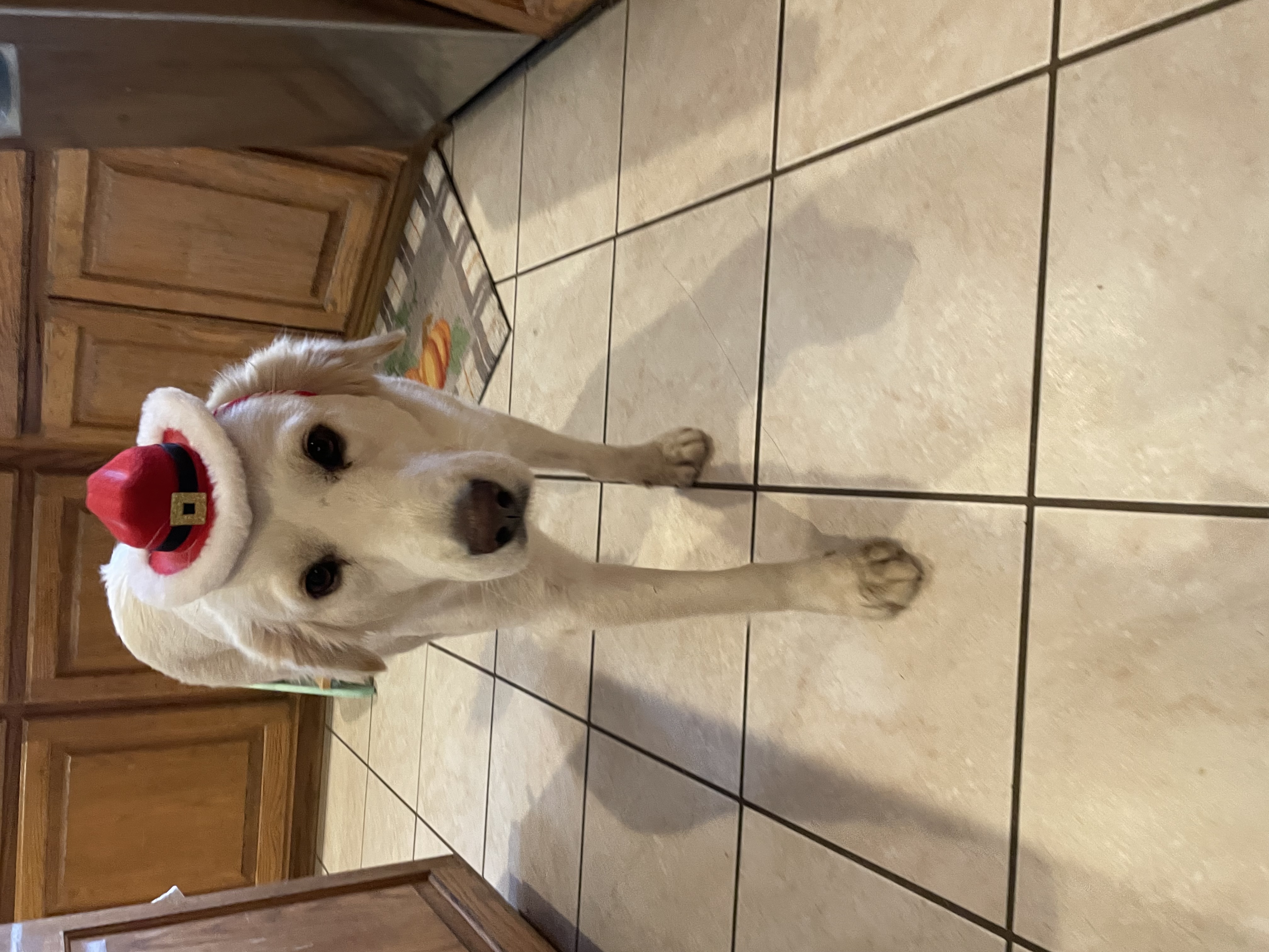 Adopt Polly Pocket - Female Great Pyrenees in Austin, TX | Texas Great ...