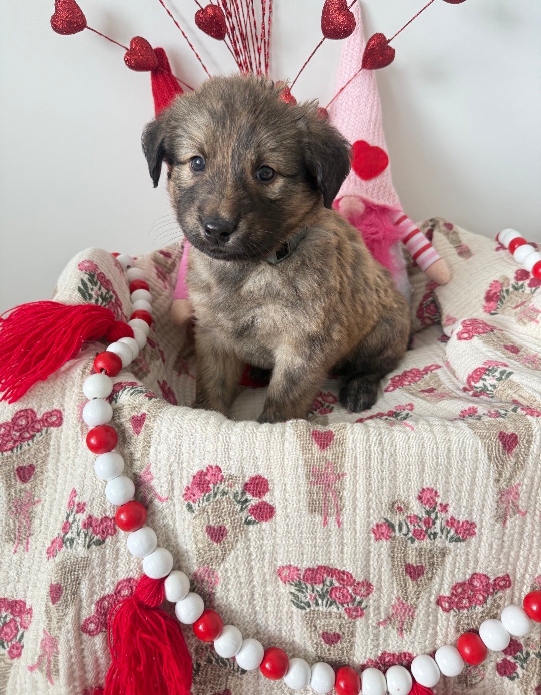 85366bbb-56ba-4042-8194-e171c9df2a19 | Big Dogs Don't Cry