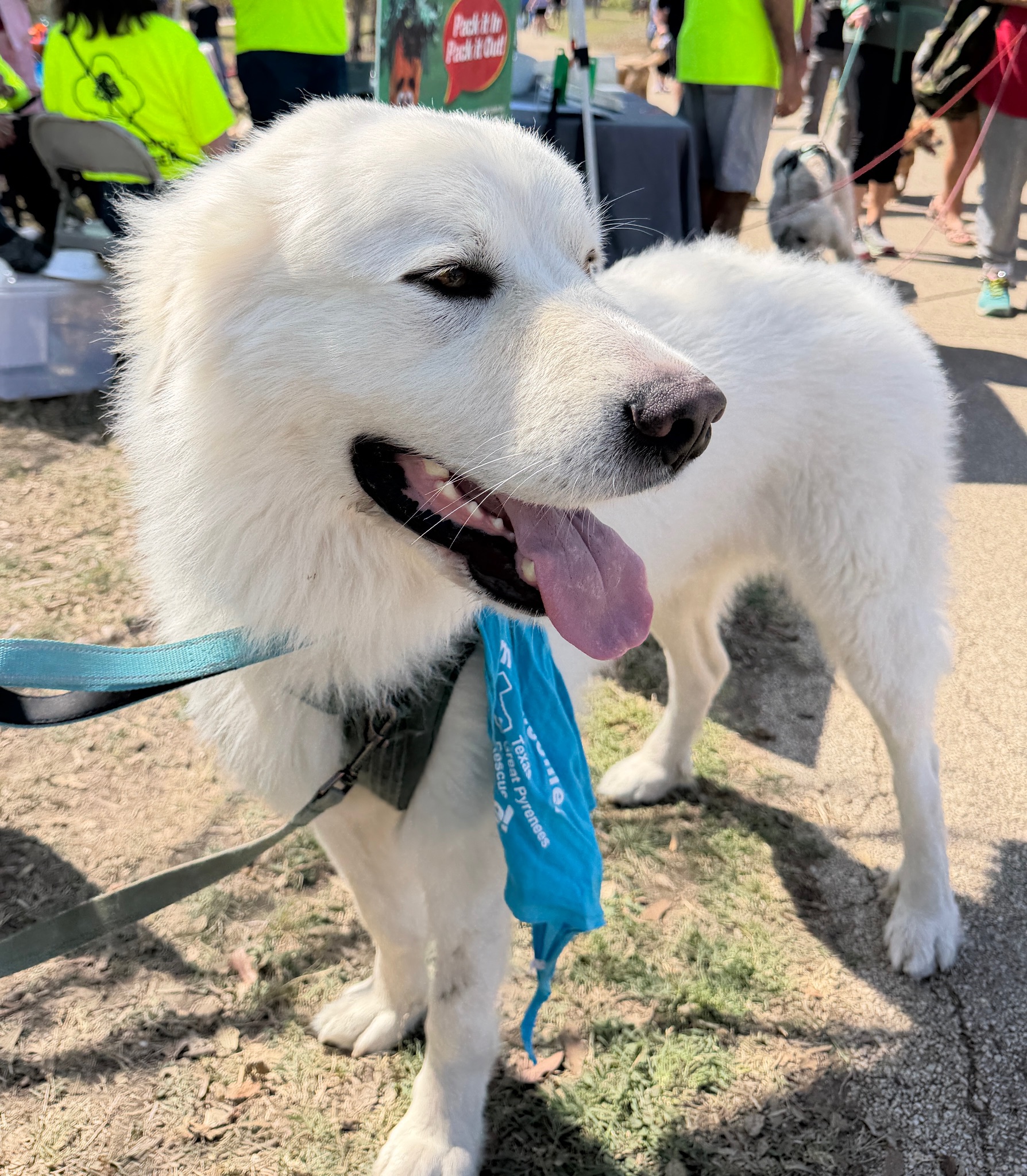 Adopt Brother Che'lu - Male Great Pyrenees in San Antonio, TX | Texas ...