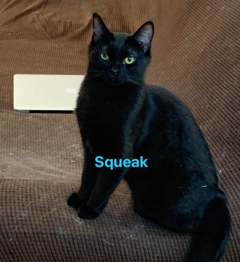 Young Cats Needing a Forever Home - Edmonton Cold Weather Animal Rescue