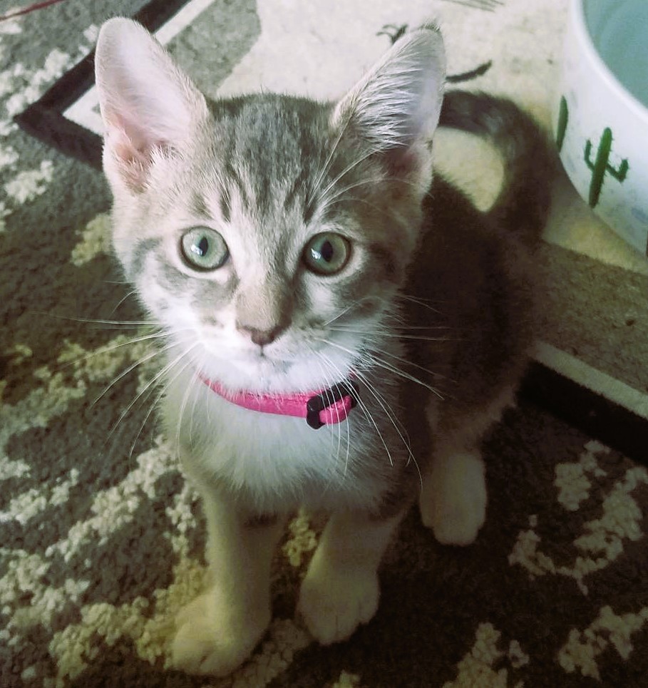 Kittens Needing a Forever Home - Edmonton Cold Weather Animal Rescue