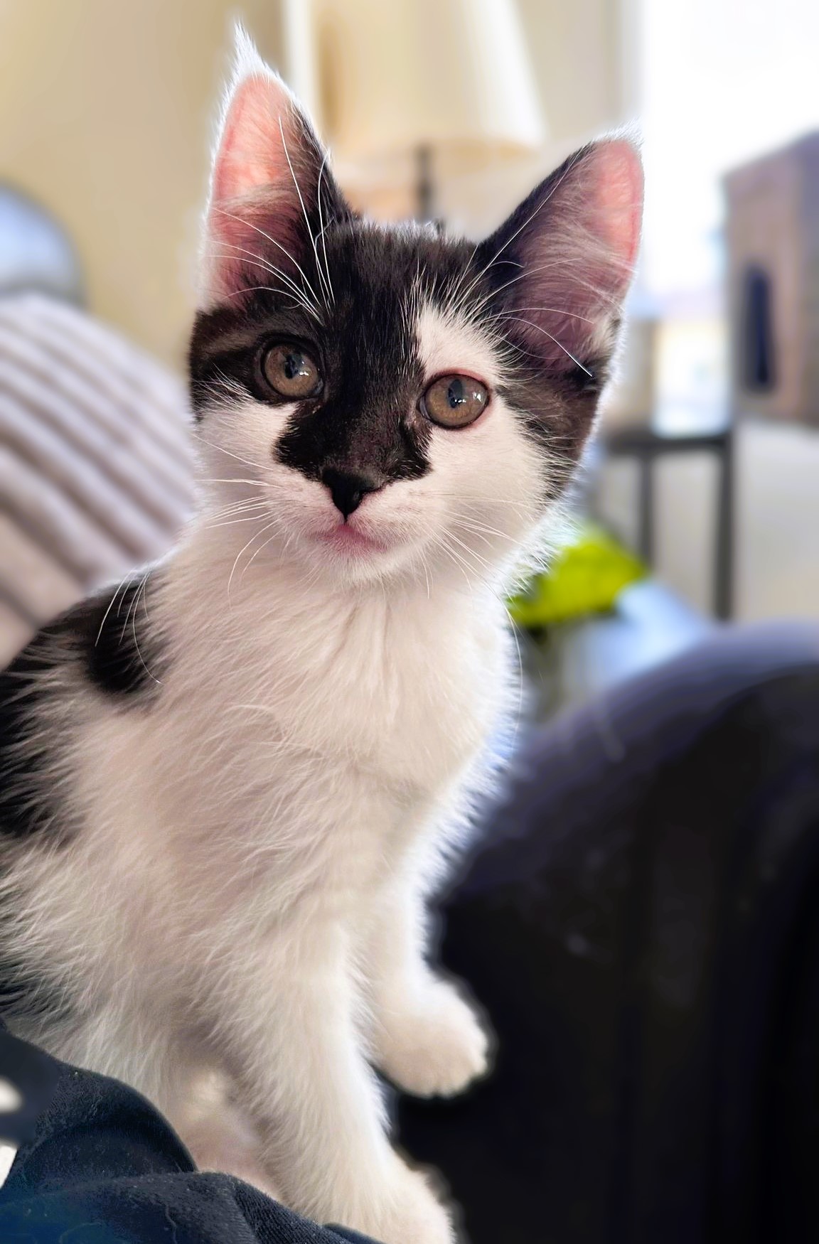 Kittens Needing a Forever Home - Edmonton Cold Weather Animal Rescue