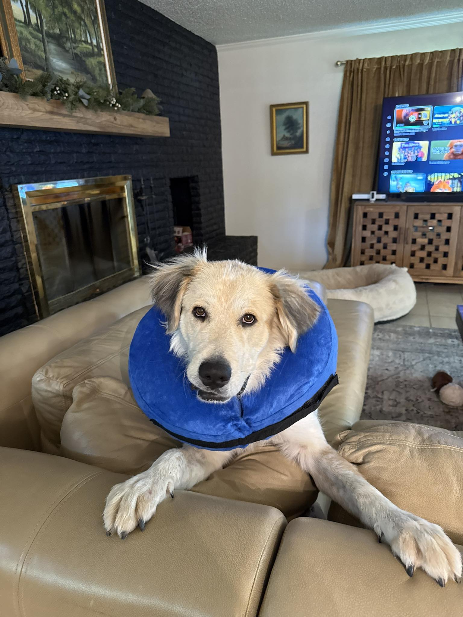 Adopt Georgie Boy - Male Great Pyrenees in Austin, TX | Texas Great ...