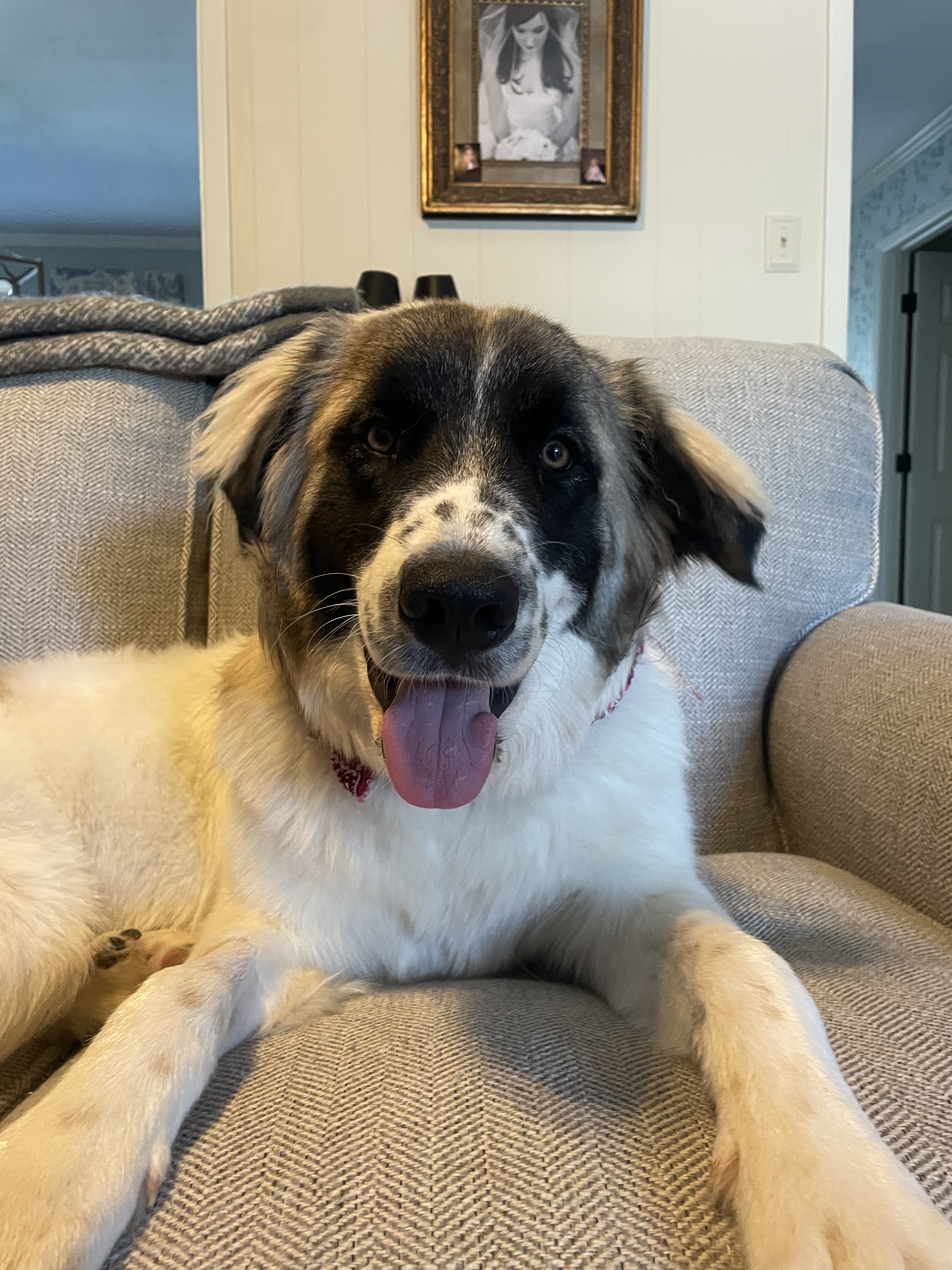 Adopt Purdy AKA Valor - Female Great Pyrenees in Dallas Fort-Worth, TX ...