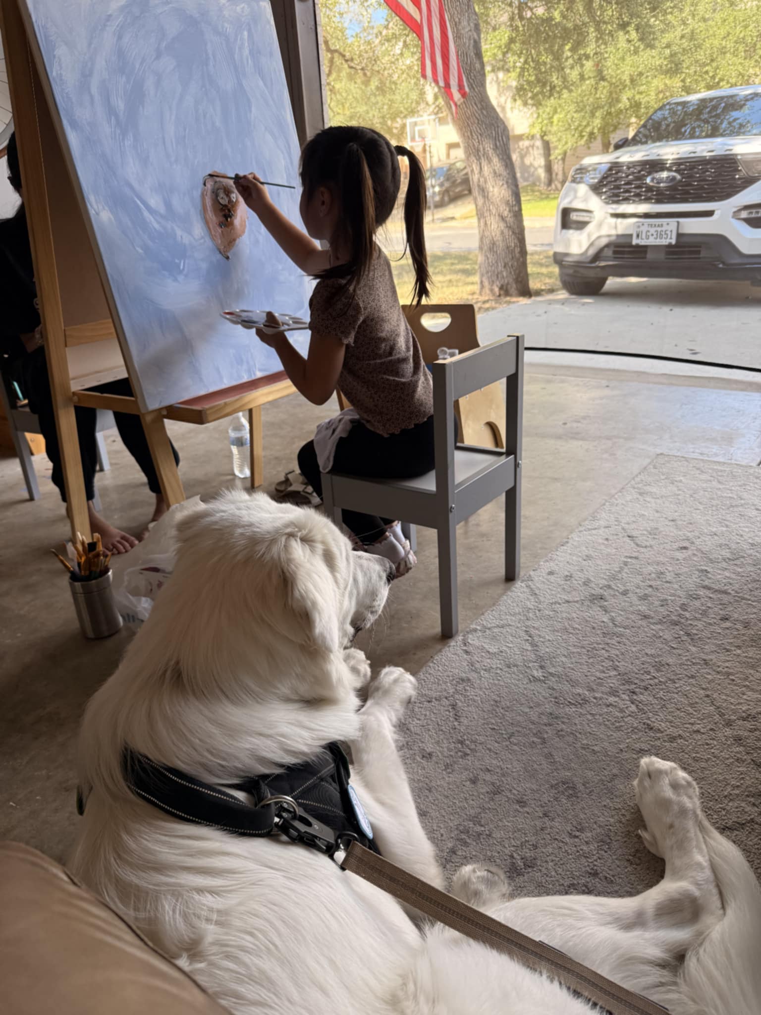Adopt Otis - Male Great Pyrenees in San Antonio, TX | Texas Great ...