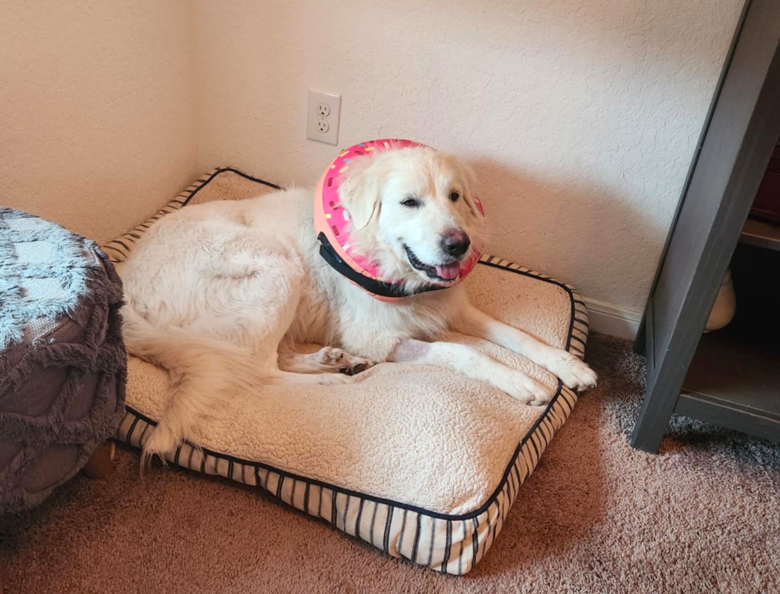 Adopt Heidi - Female Great Pyrenees in San Antonio, TX | Texas Great ...