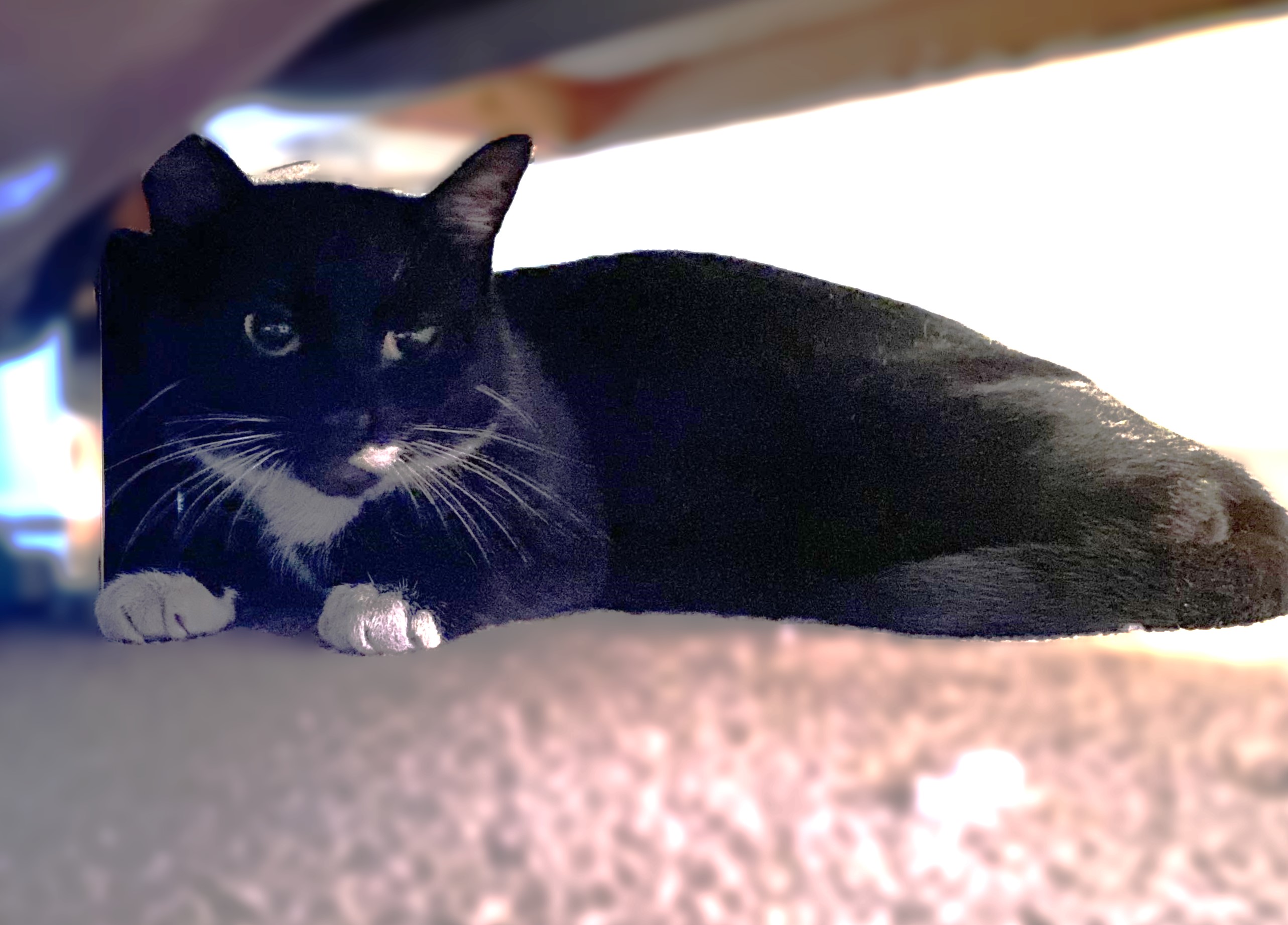 Kittens & Cats Not Ready for Adoption - Edmonton Cold Weather Animal Rescue