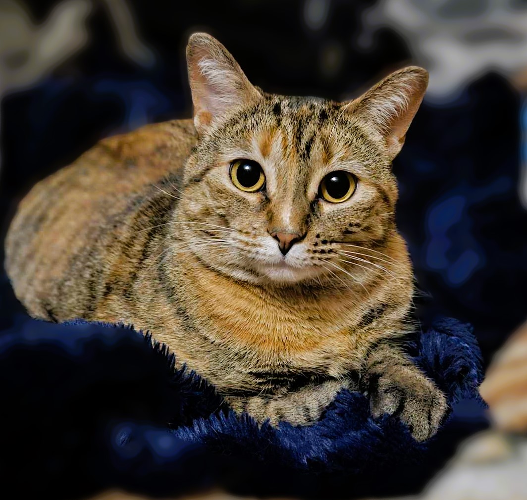 Young Cats Needing a Forever Home - Edmonton Cold Weather Animal Rescue