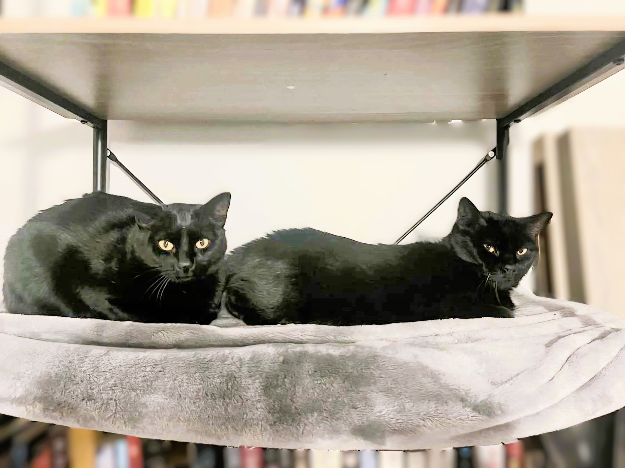 Young Cats Needing a Forever Home - Edmonton Cold Weather Animal Rescue