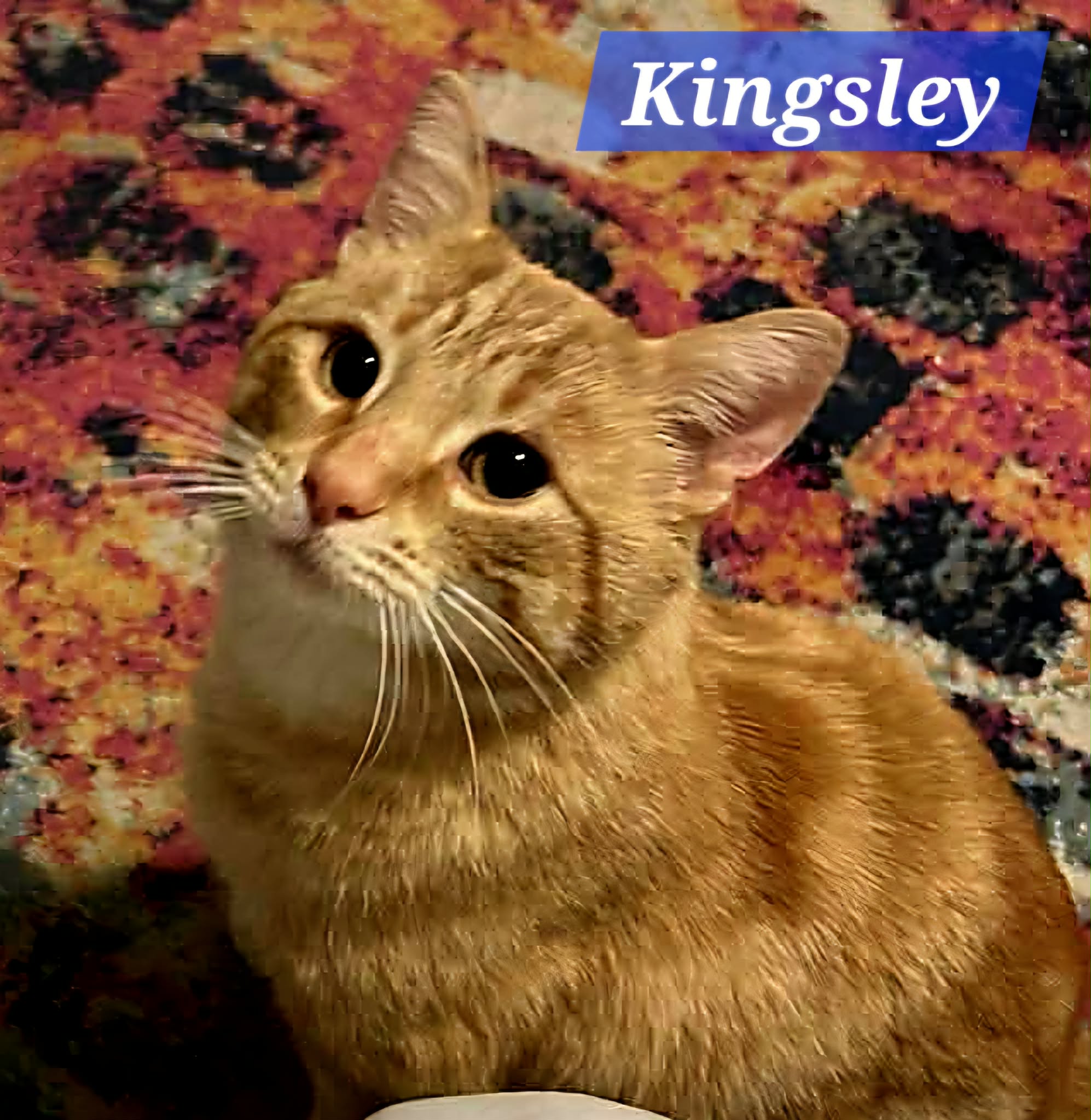 Adult Cats Needing a Forever Home - Edmonton Cold Weather Animal Rescue ...