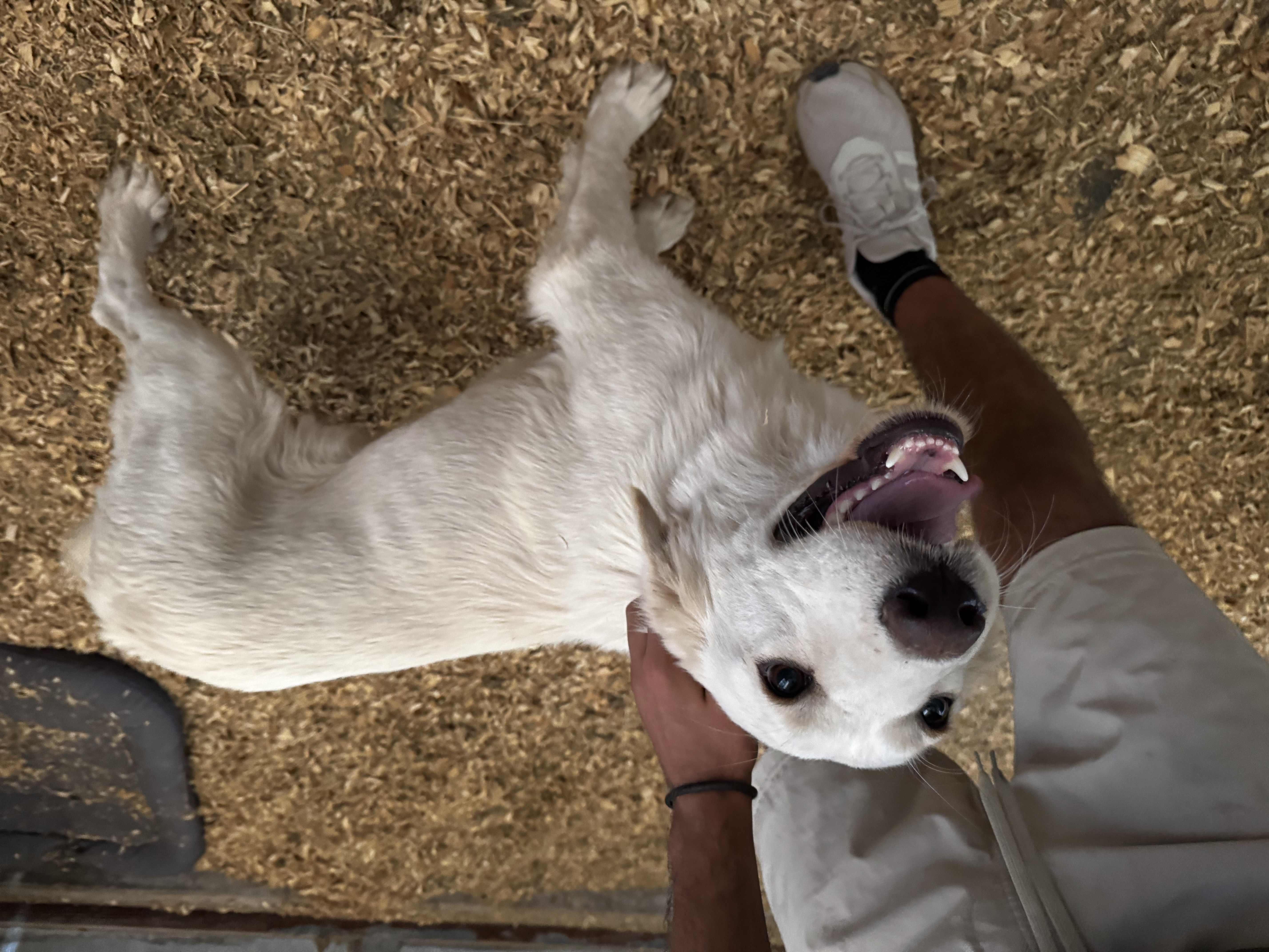 Adopt Polly Pocket - Female Great Pyrenees in Austin, TX | Texas Great ...