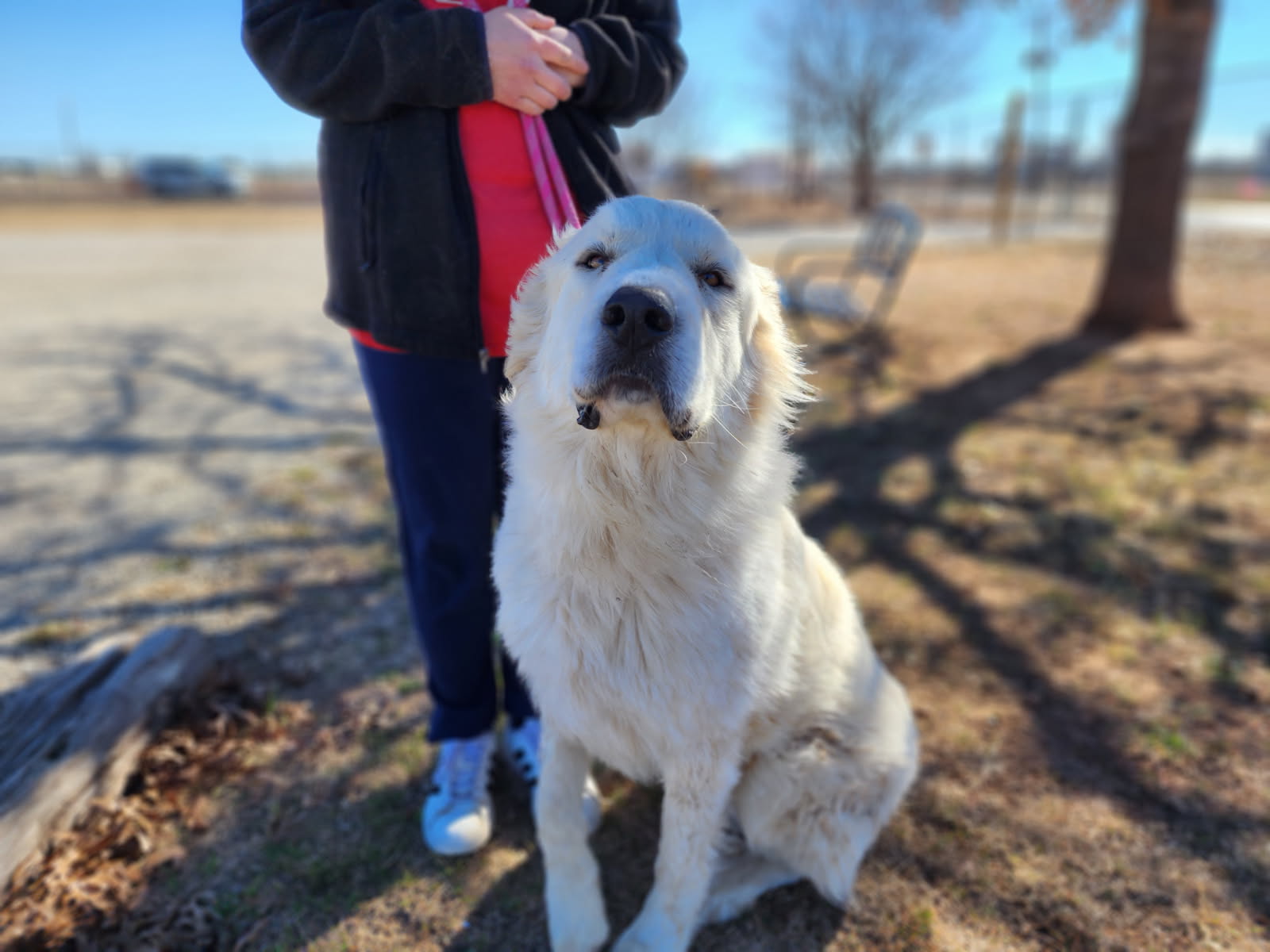 Adopt Skipper - Male Great Pyrenees in Dallas Fort-Worth, TX | Texas ...