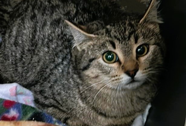 Kittens Needing a Forever Home - Edmonton Cold Weather Animal Rescue