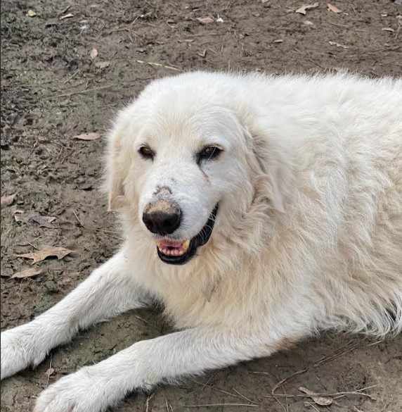 Adopt Kodiak - Male Great Pyrenees in Houston, TX | Texas Great ...