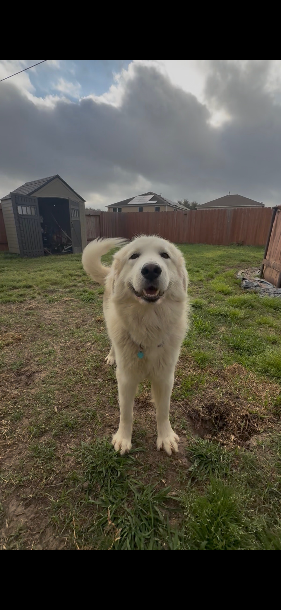 Great Pyrenees Rescue Houston