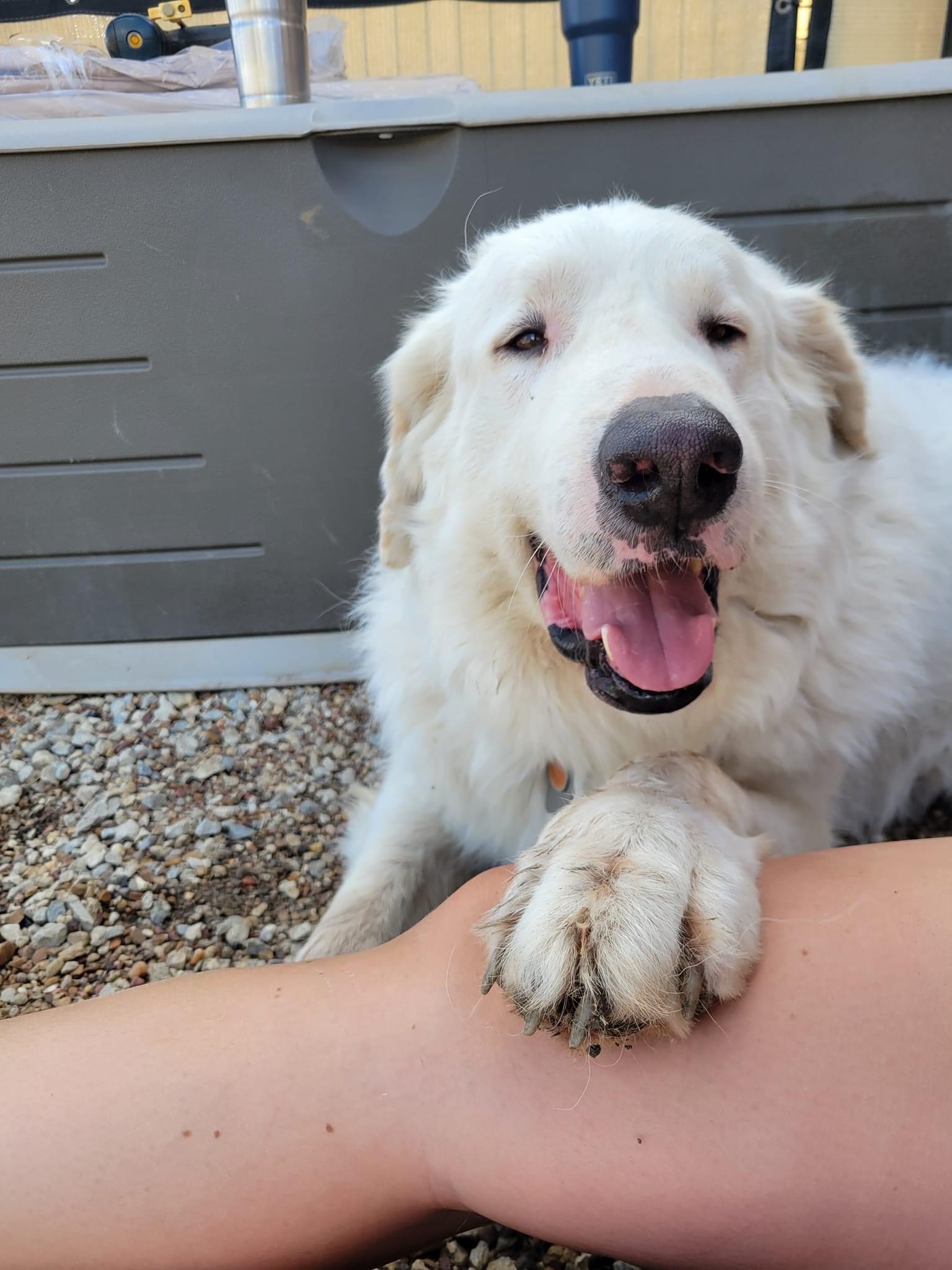 Senior Great Pyrenees Dogs for Adoption in Texas | TGPR