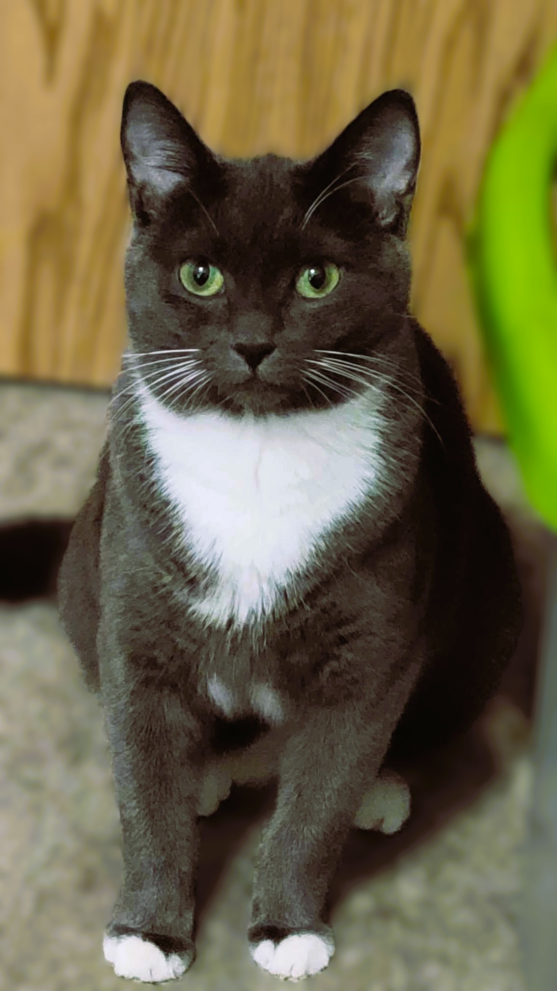 Young Cats Needing a Forever Home - Edmonton Cold Weather Animal Rescue