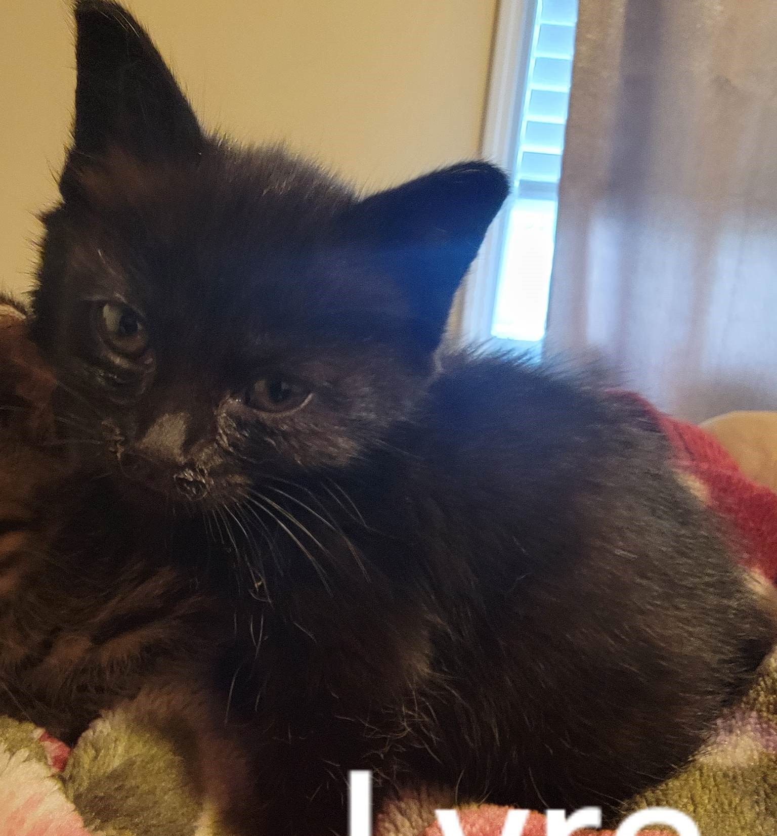 Kittens Needing a Forever Home - Edmonton Cold Weather Animal Rescue